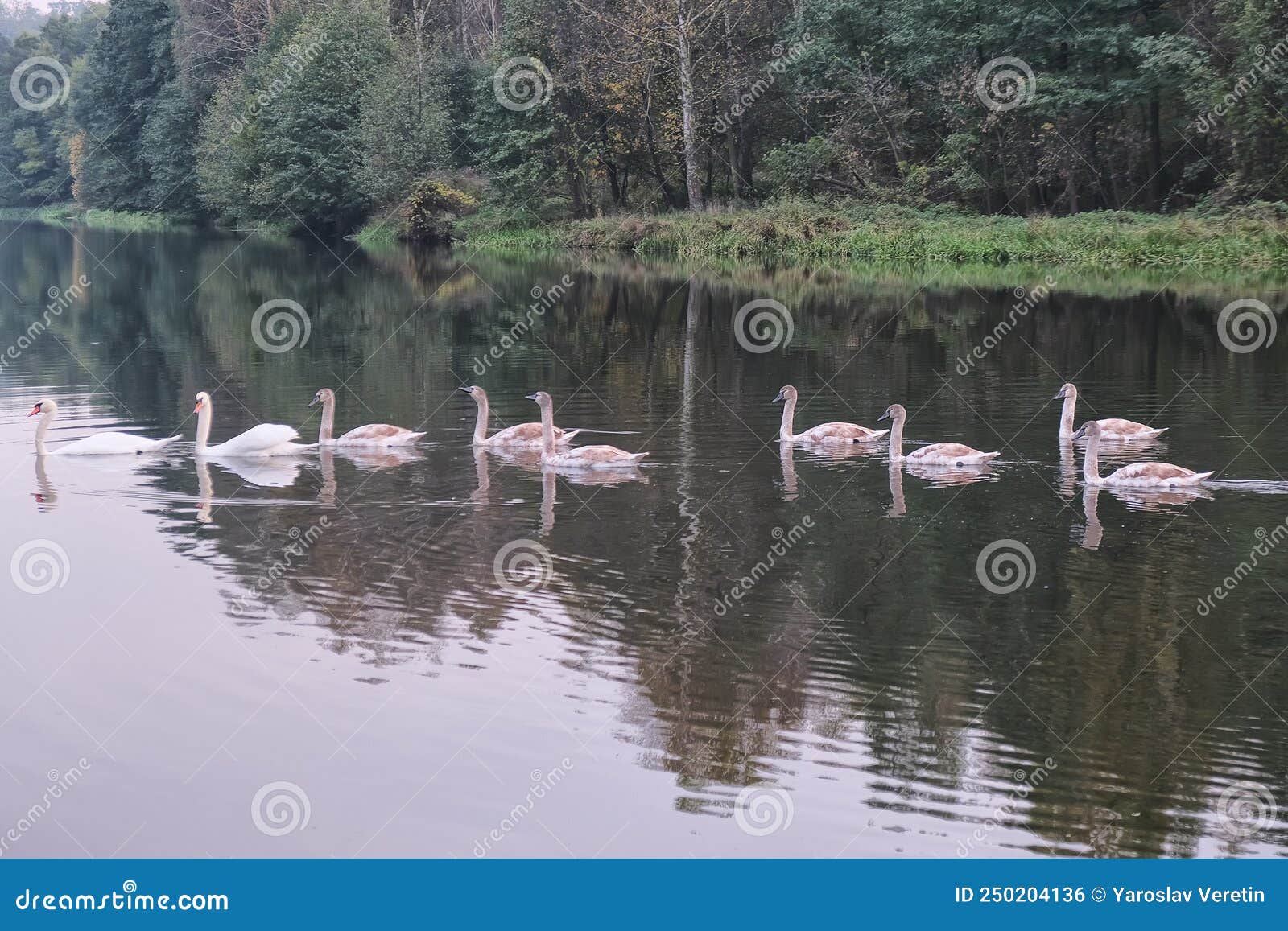 Nine Swimming White Swans in the River Stock Photo - Image of blue ...
