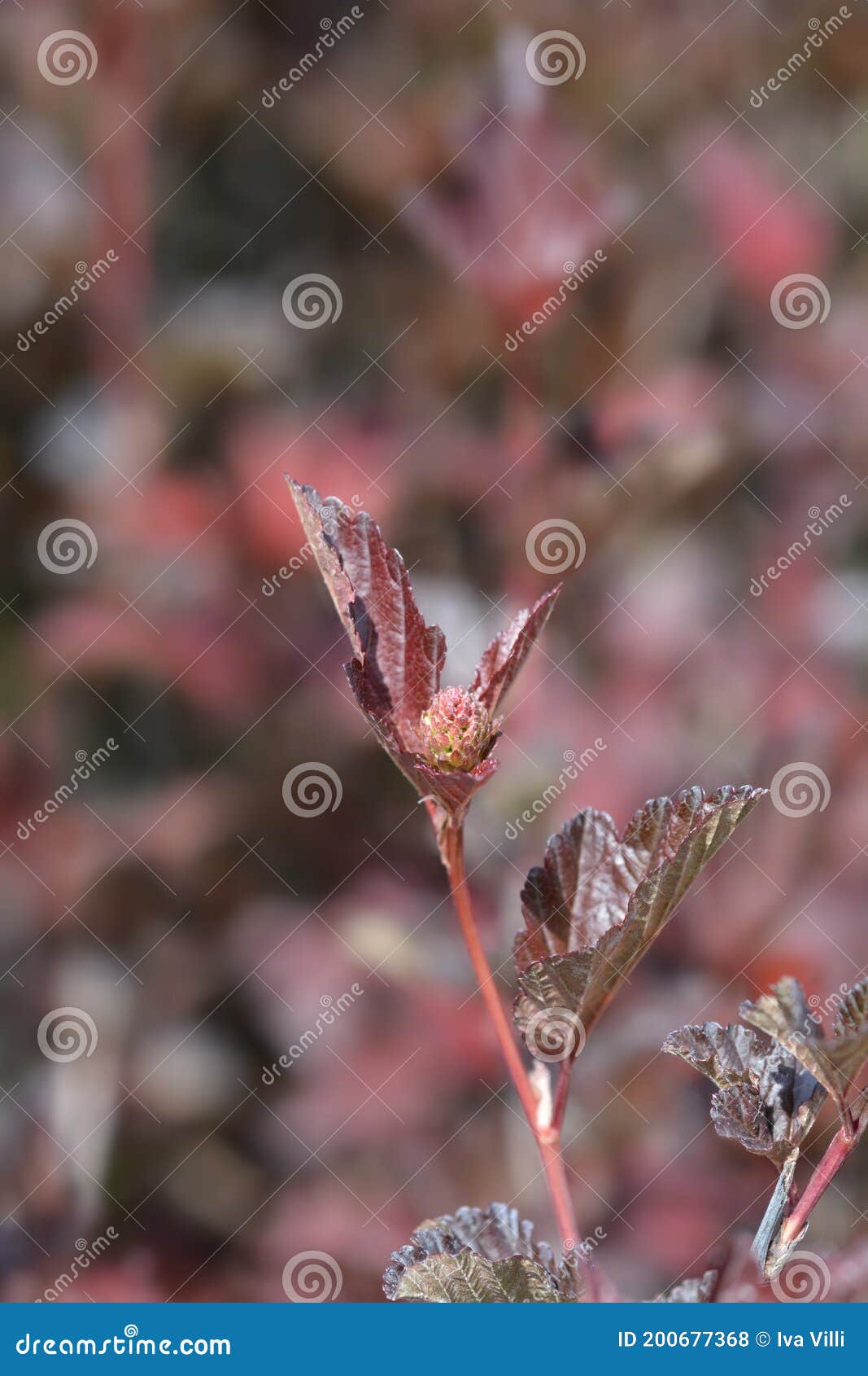 Ninebark stock photo. Image of botany, outdoors, brown - 200677368