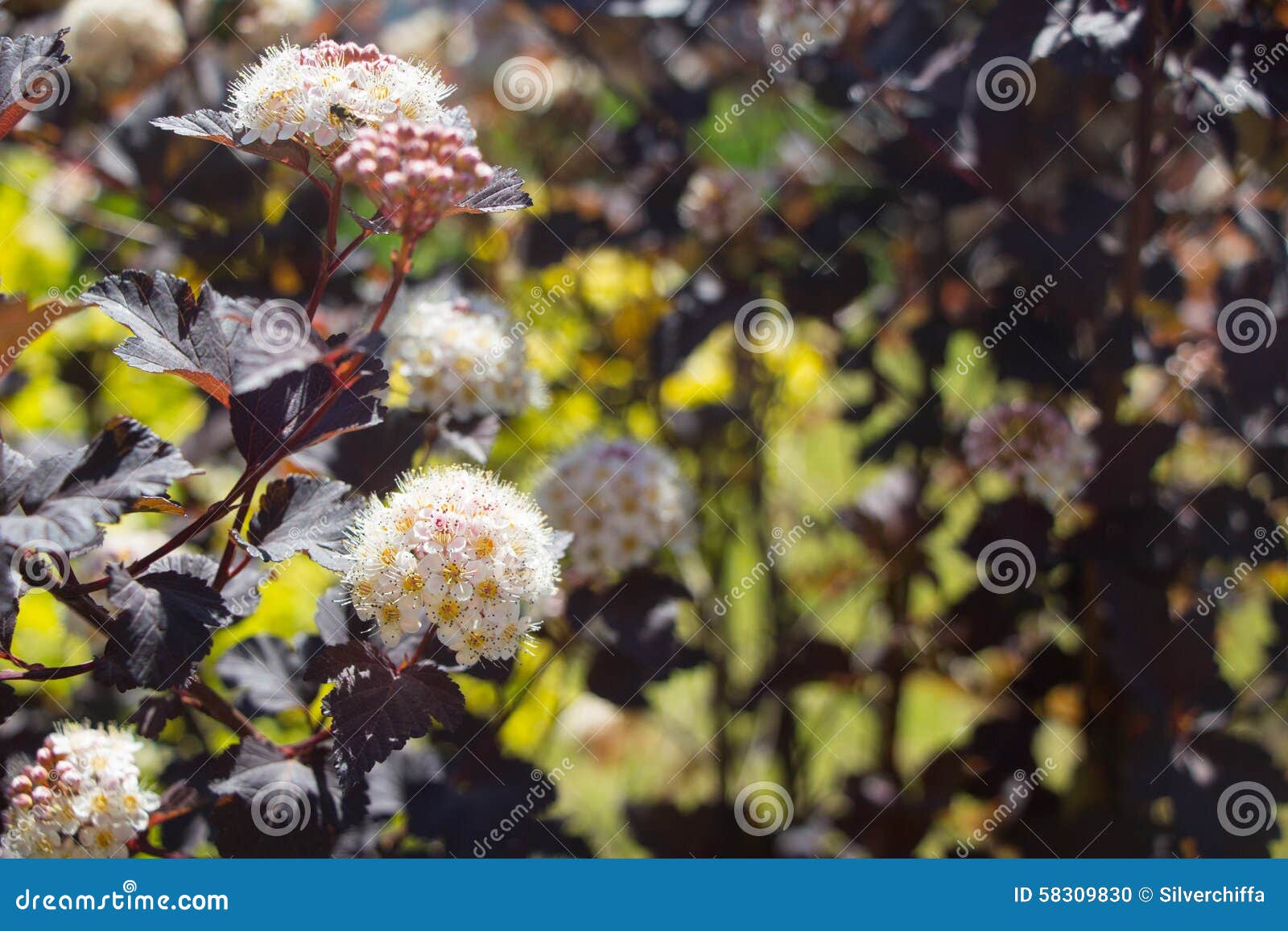 Ninebark (Physocarpus Opulifolius) Stock Photo - Image of diablo, petal ...