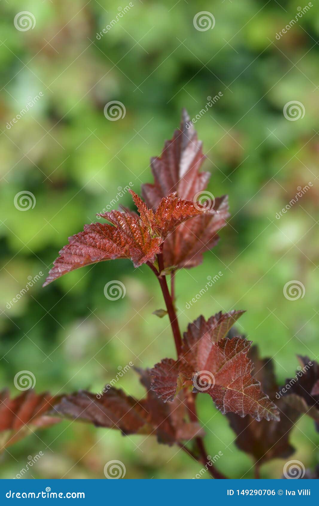 Ninebark Red Baron stock photo. Image of spring, nature - 149290706