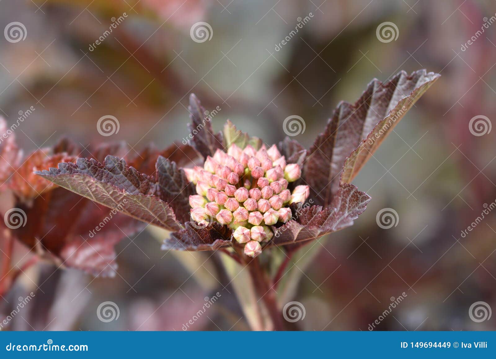 Ninebark Red Baron stock image. Image of plant, spring - 149694449