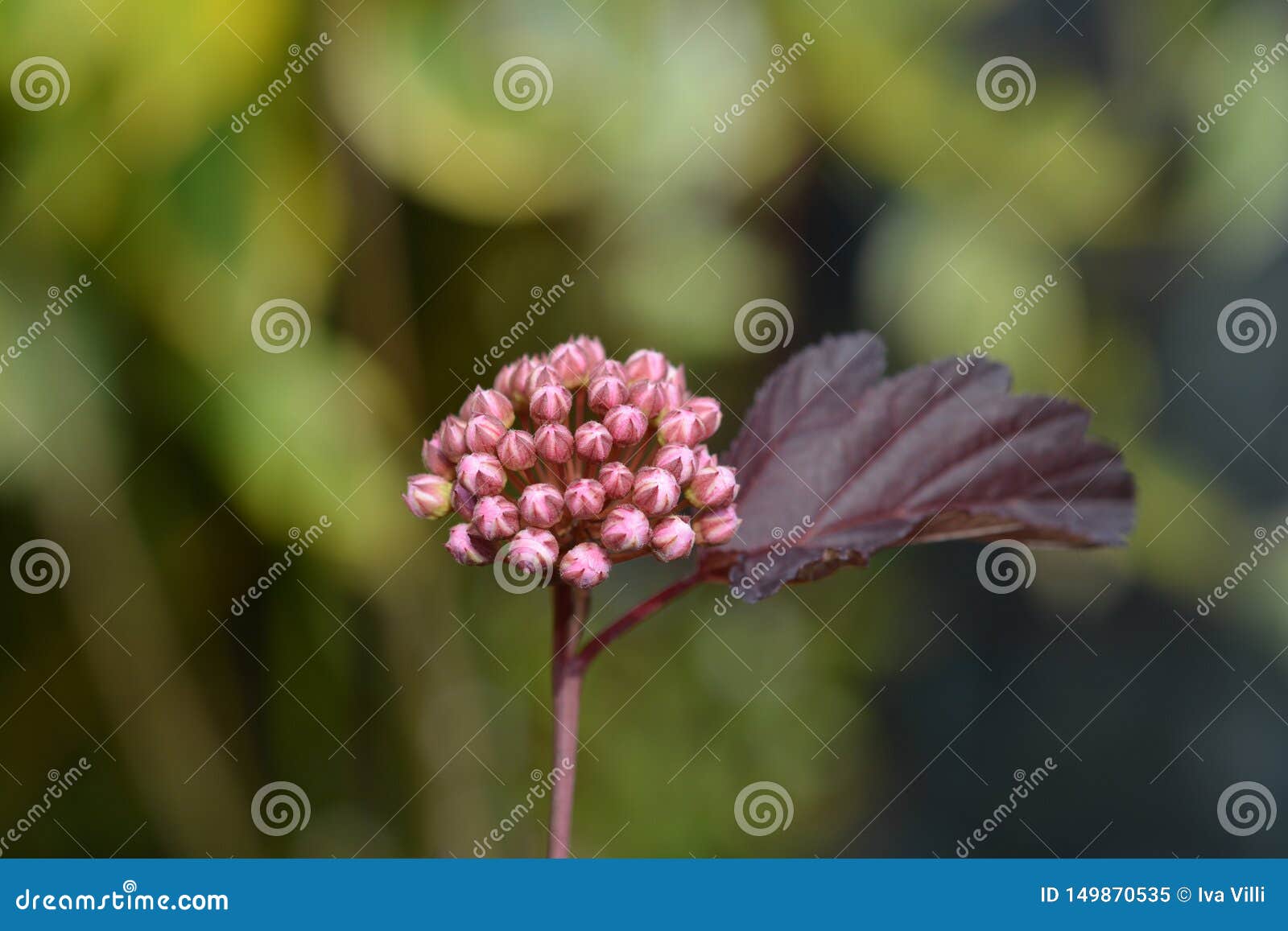 Ninebark Red Baron stock image. Image of garden, ninebark - 149870535