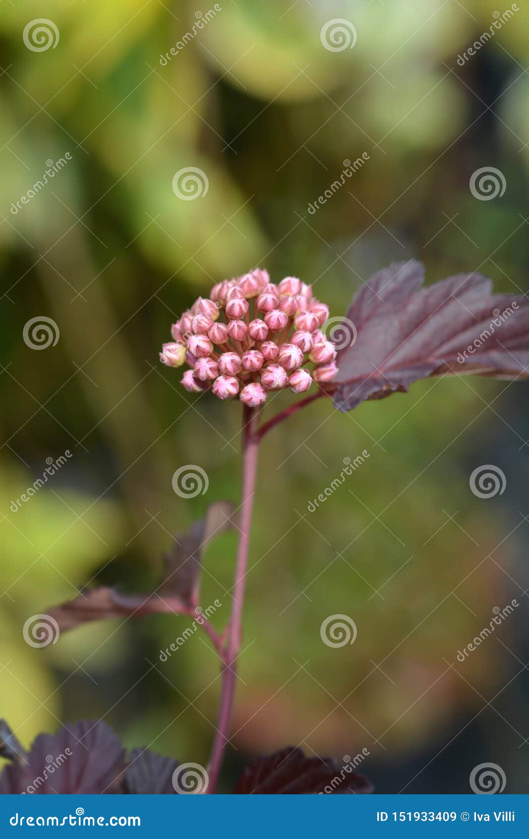 Ninebark Red Baron stock image. Image of green, brown - 151933409