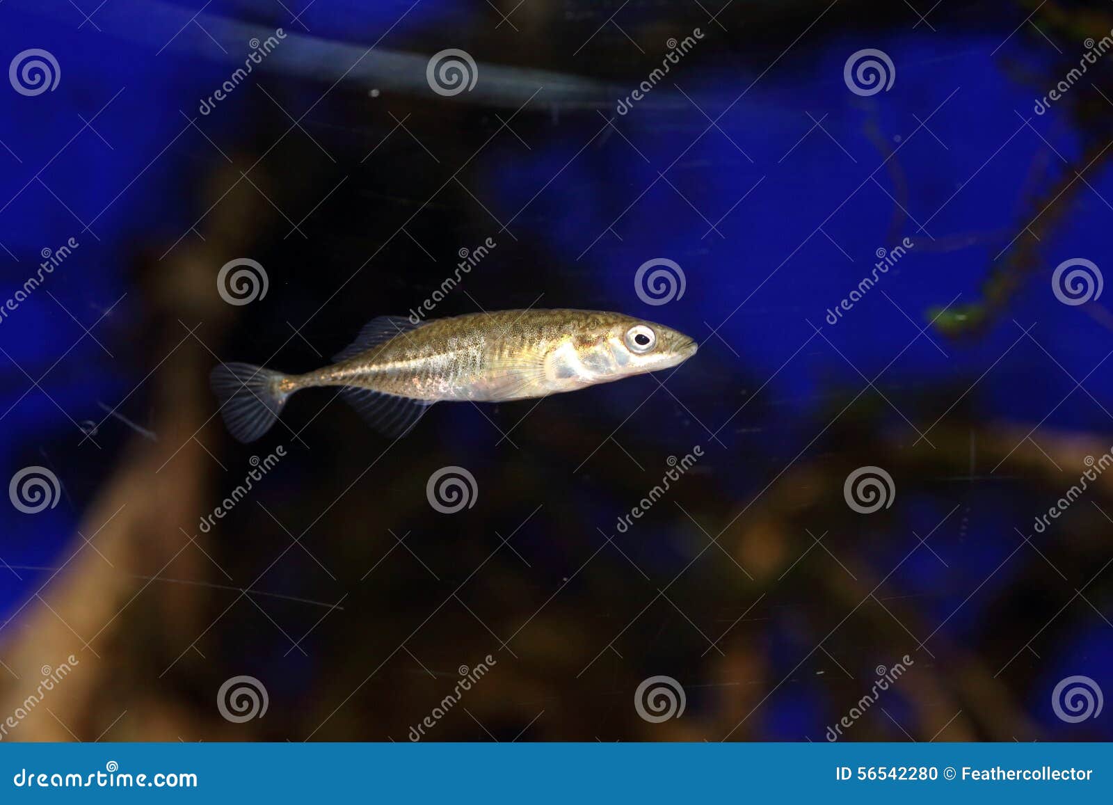 Ninespine stickleback stock photo. Image of japanese - 56542280