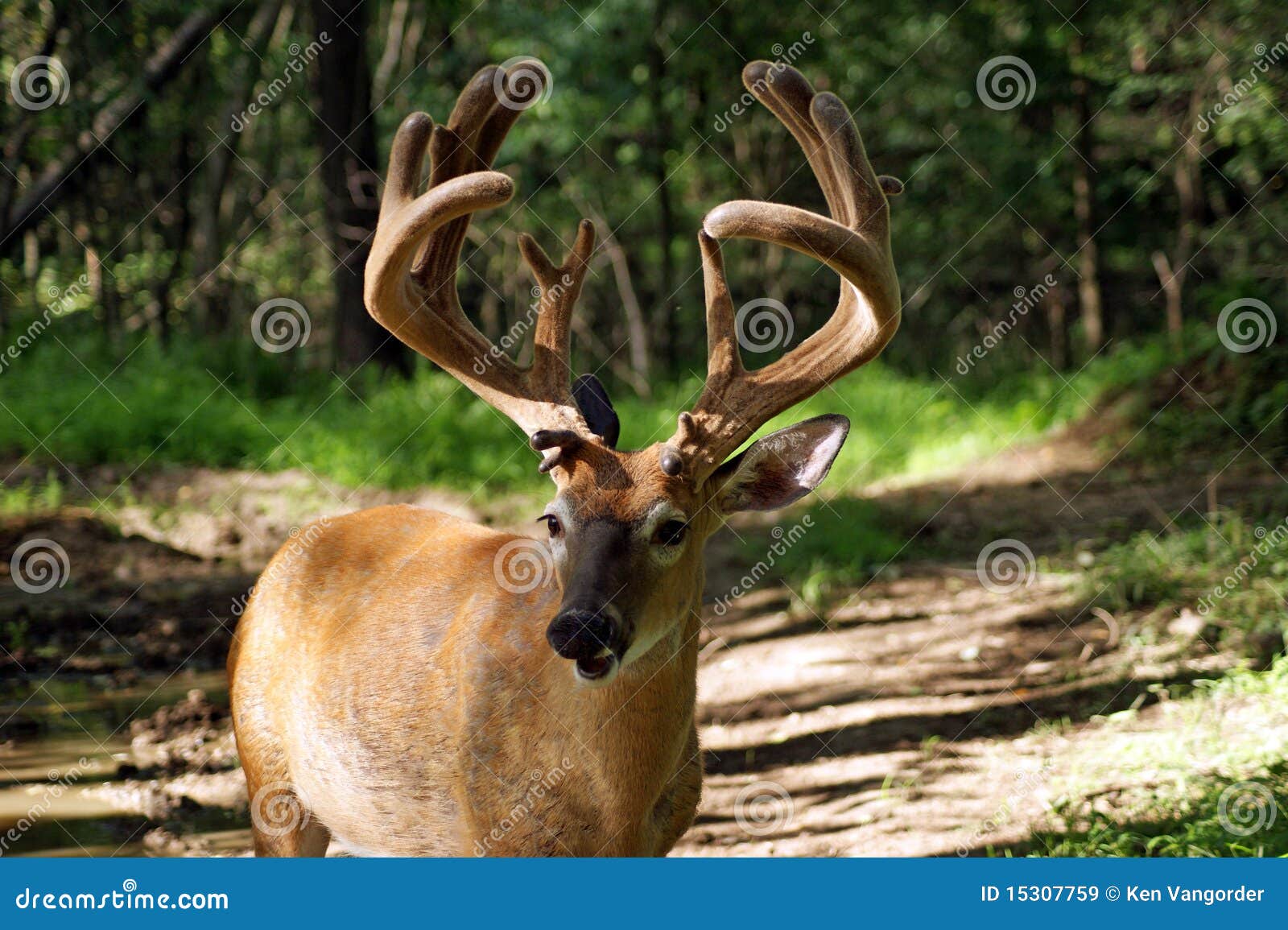 Nineteen Point Whitetail Deer in Velvet Stock Image - Image of plants ...
