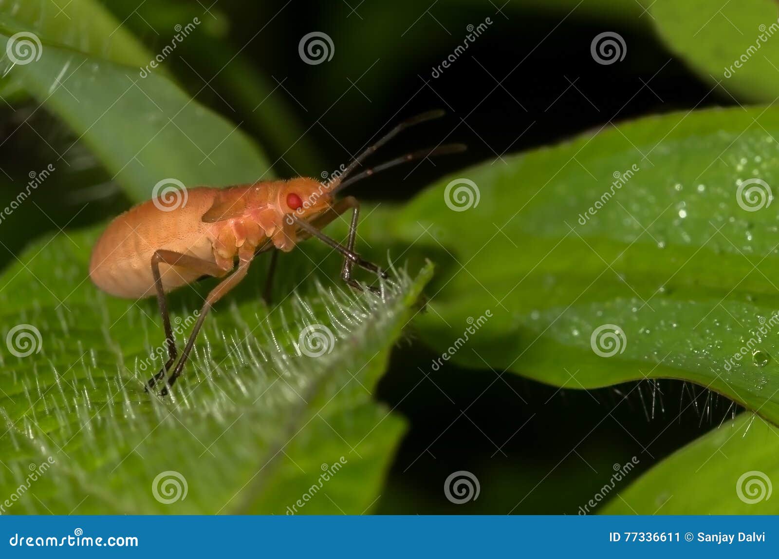 Ninfa Del Insecto Del Dinidorid Imagen de archivo - Imagen de cubo ...