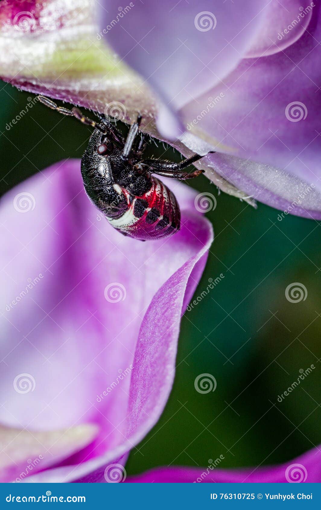 Ninfa Del Insecto Del Escudo Imagen de archivo - Imagen de ninfa ...