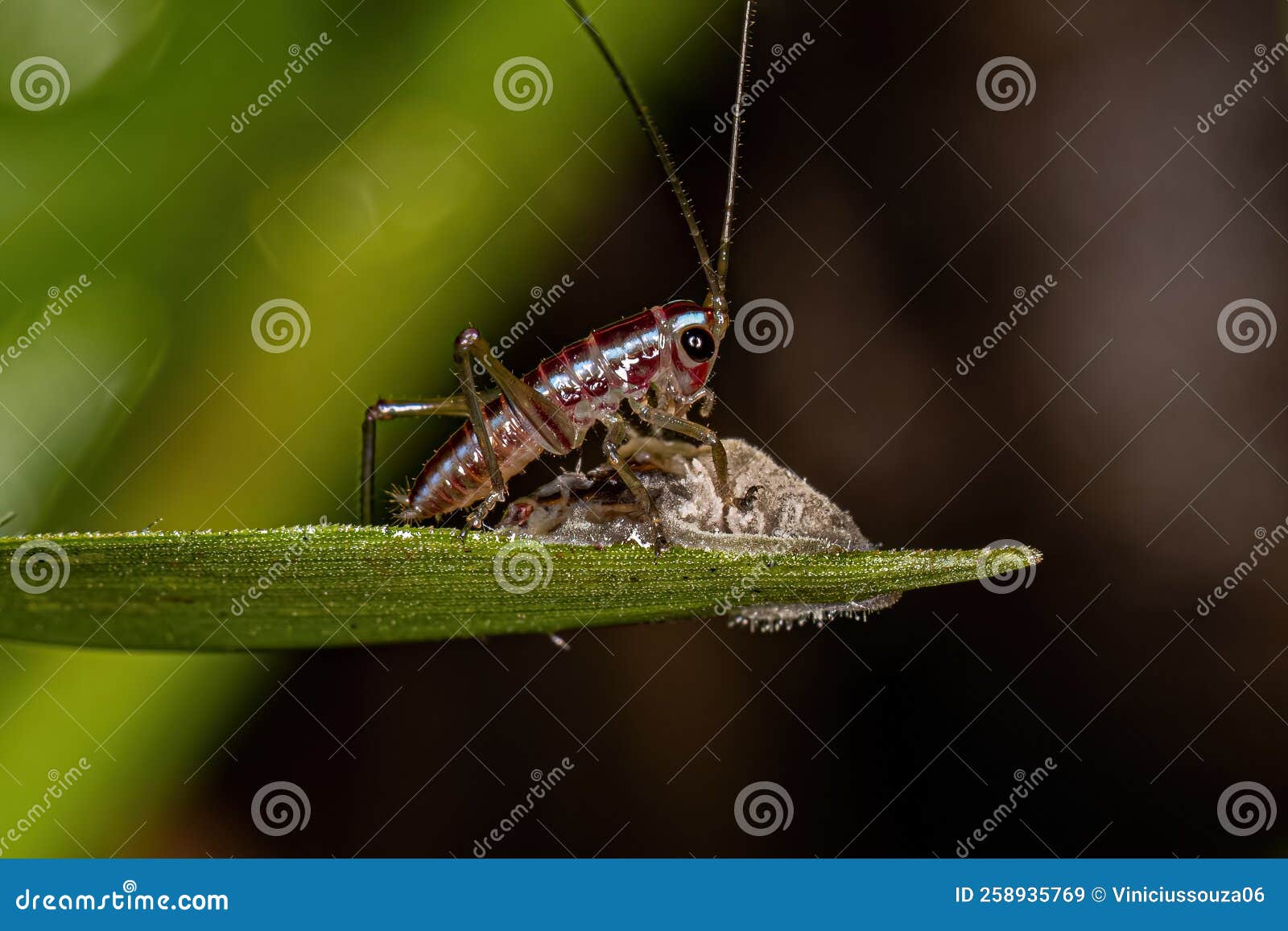 Ninfa-do-campo imagem de stock. Imagem de nave, prado - 258935769