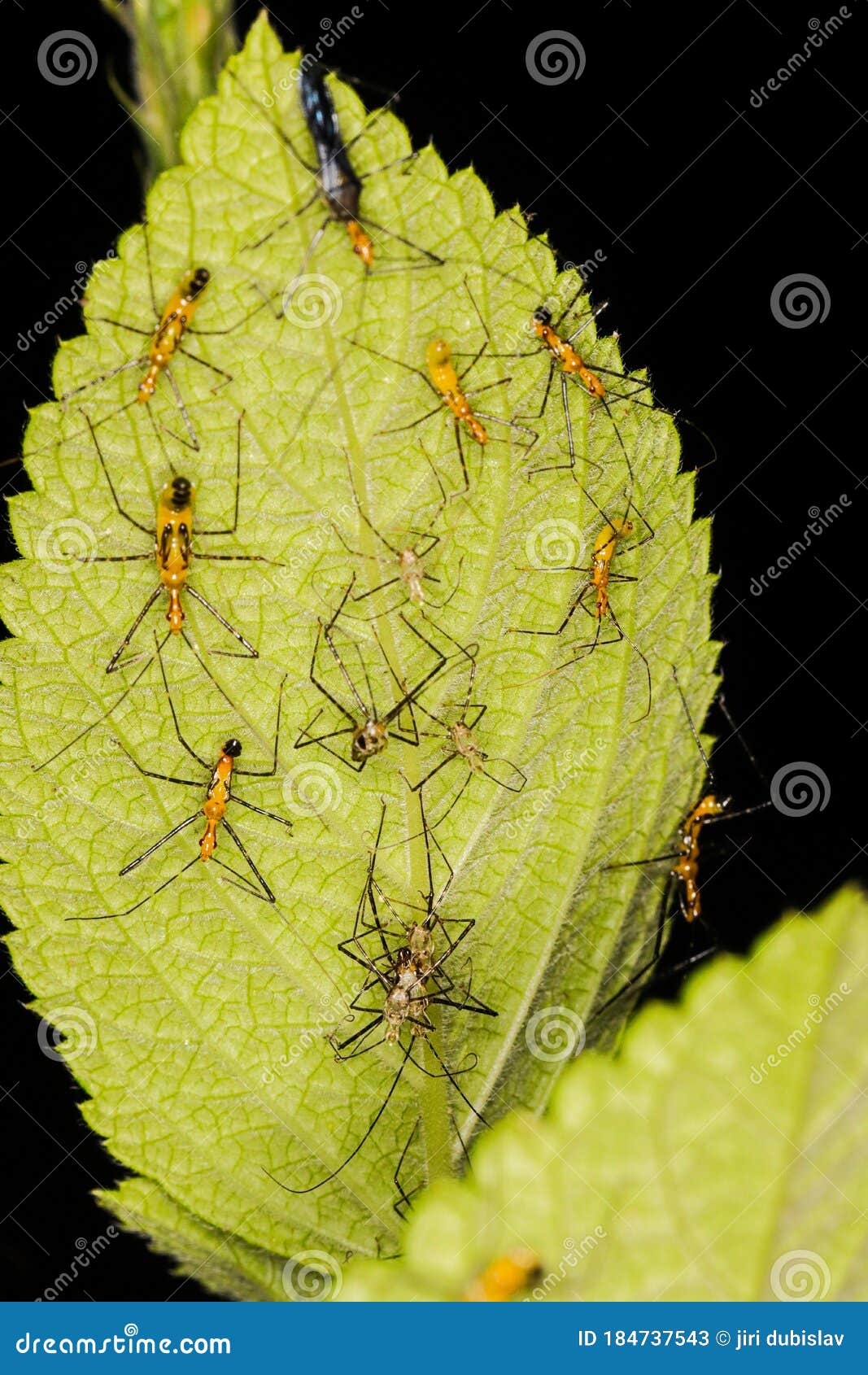 Ninfas de insectos selva imagen de archivo. Imagen de verde - 184737543