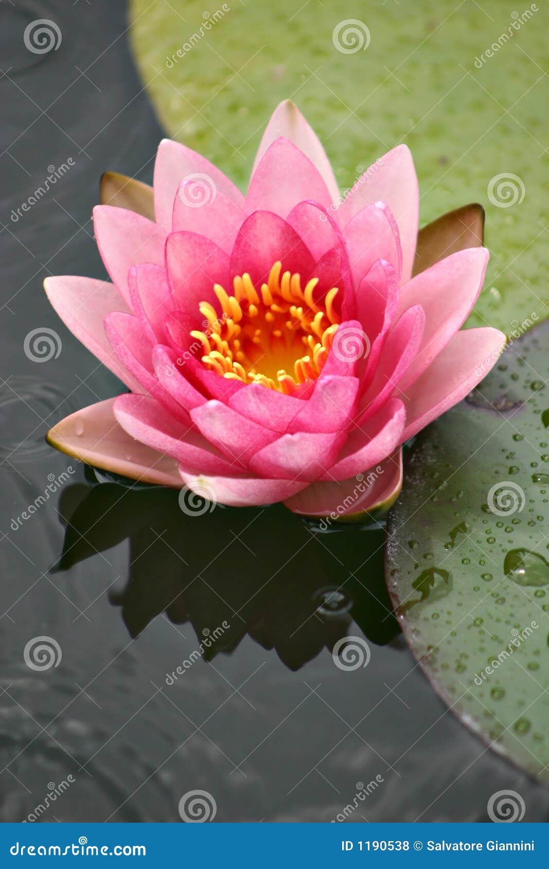 Ninfea stock photo. Image of petals, delicacy, flowers - 1190538