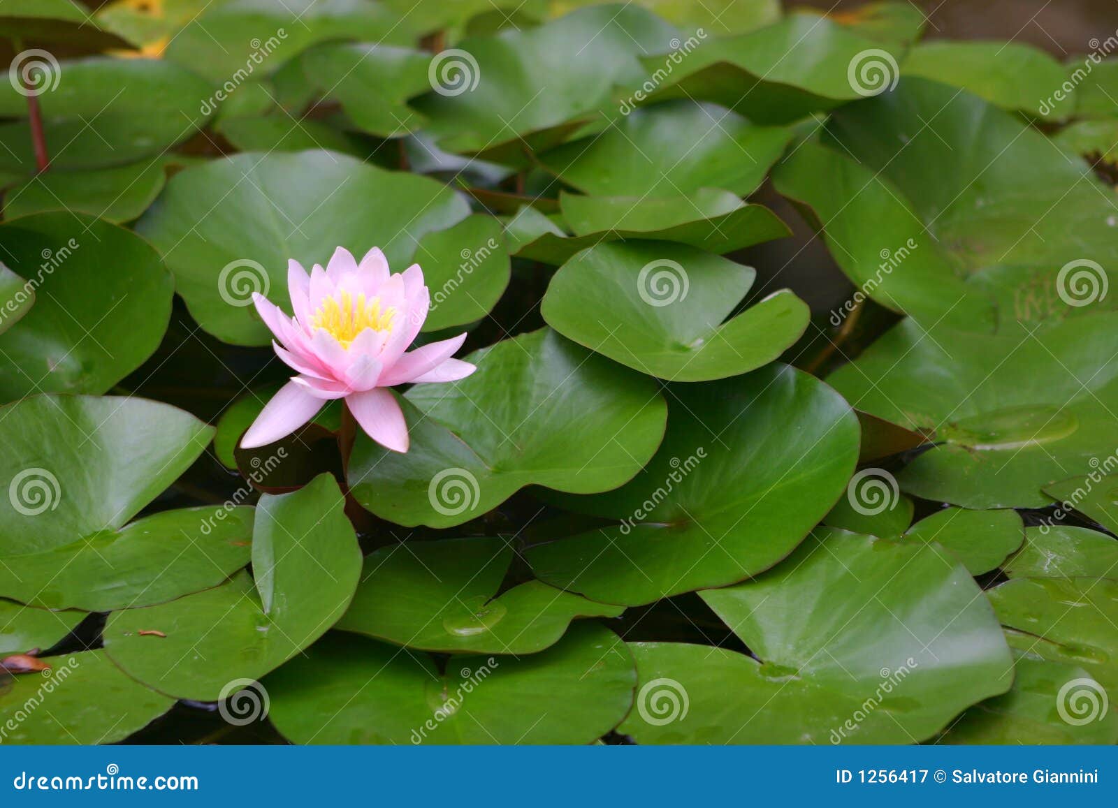 Ninfea stock image. Image of flower, aquatic, stami, pistilli - 1256417