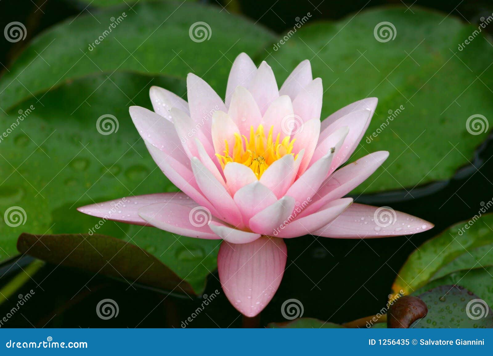 Ninfea stock image. Image of ninfea, leaves, reflected - 1256435