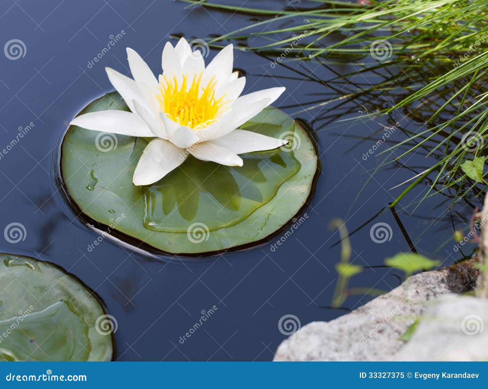 Ninfea immagine stock. Immagine di fiore, nave, giorno - 33327375