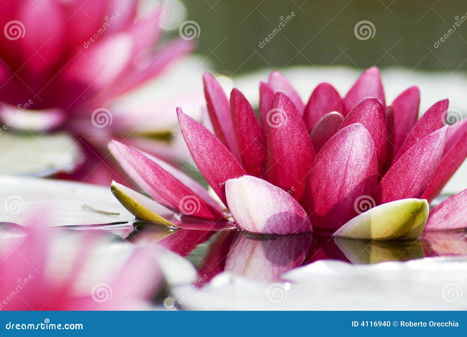 Ninfea stock photo. Image of background, lotus, plants - 4116940