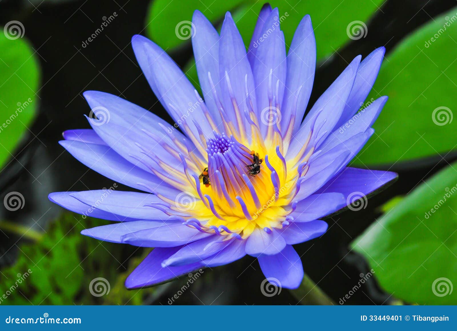 Ninfea blu. immagine stock. Immagine di loto, macro, fiore - 33449401