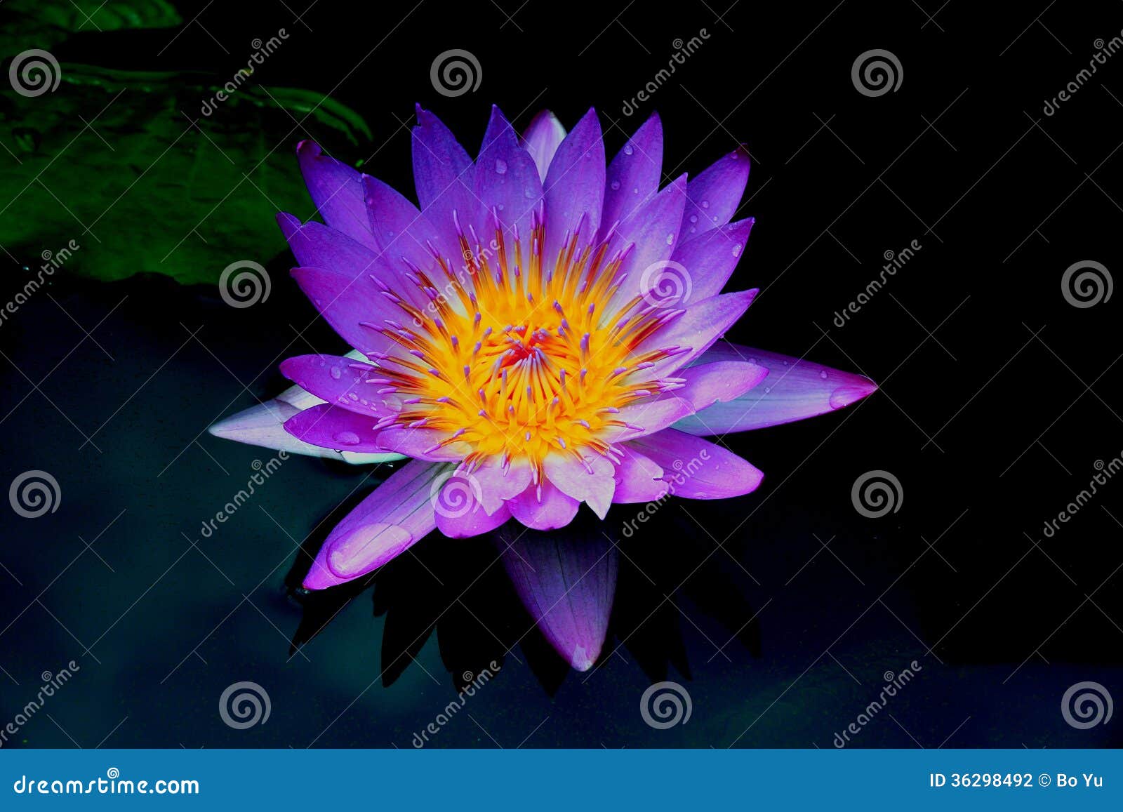 Ninfea blu fotografia stock. Immagine di colore, orizzontale - 36298492