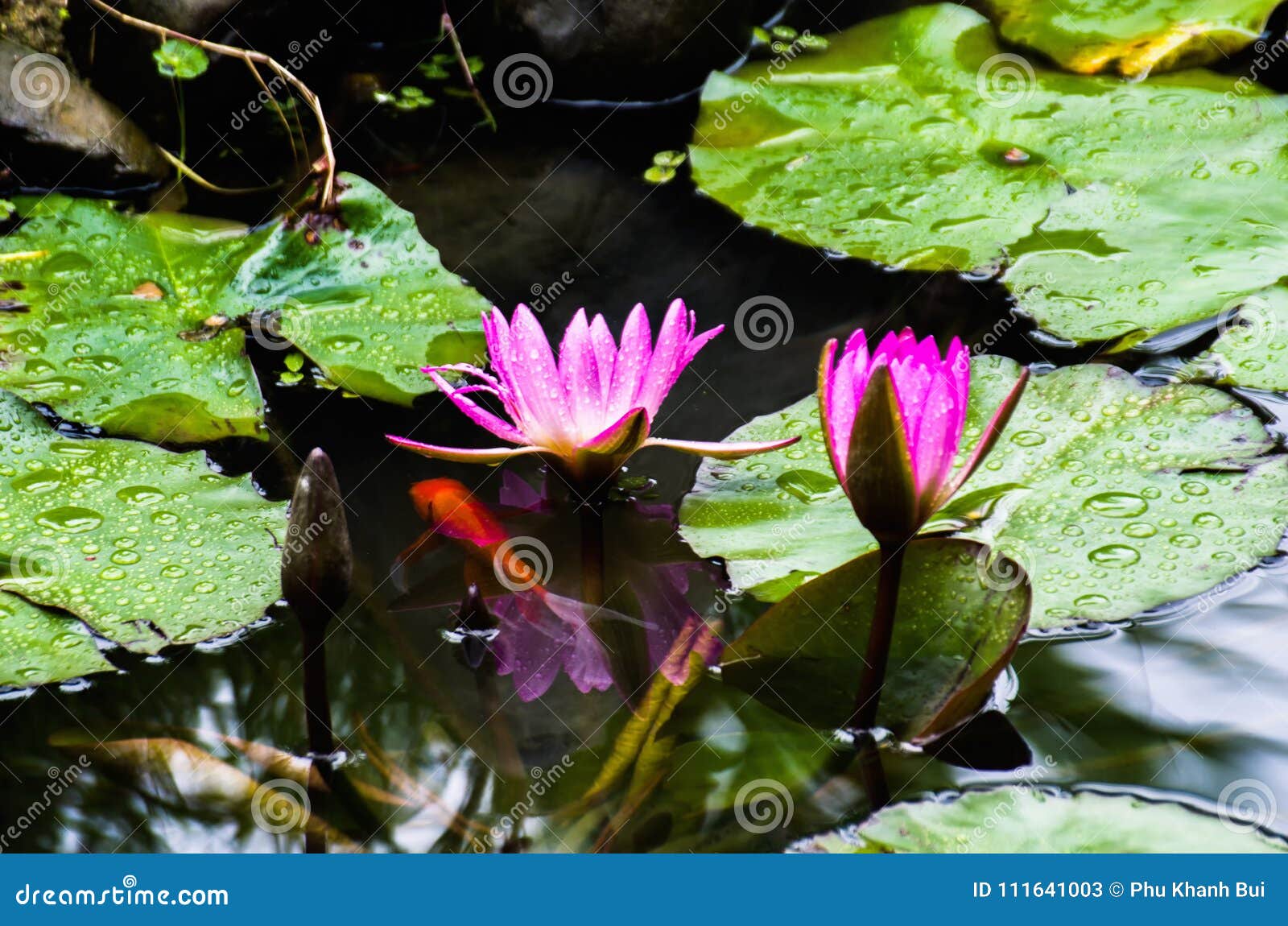 Ninfea e pesce immagine stock. Immagine di ornamentale - 111641003