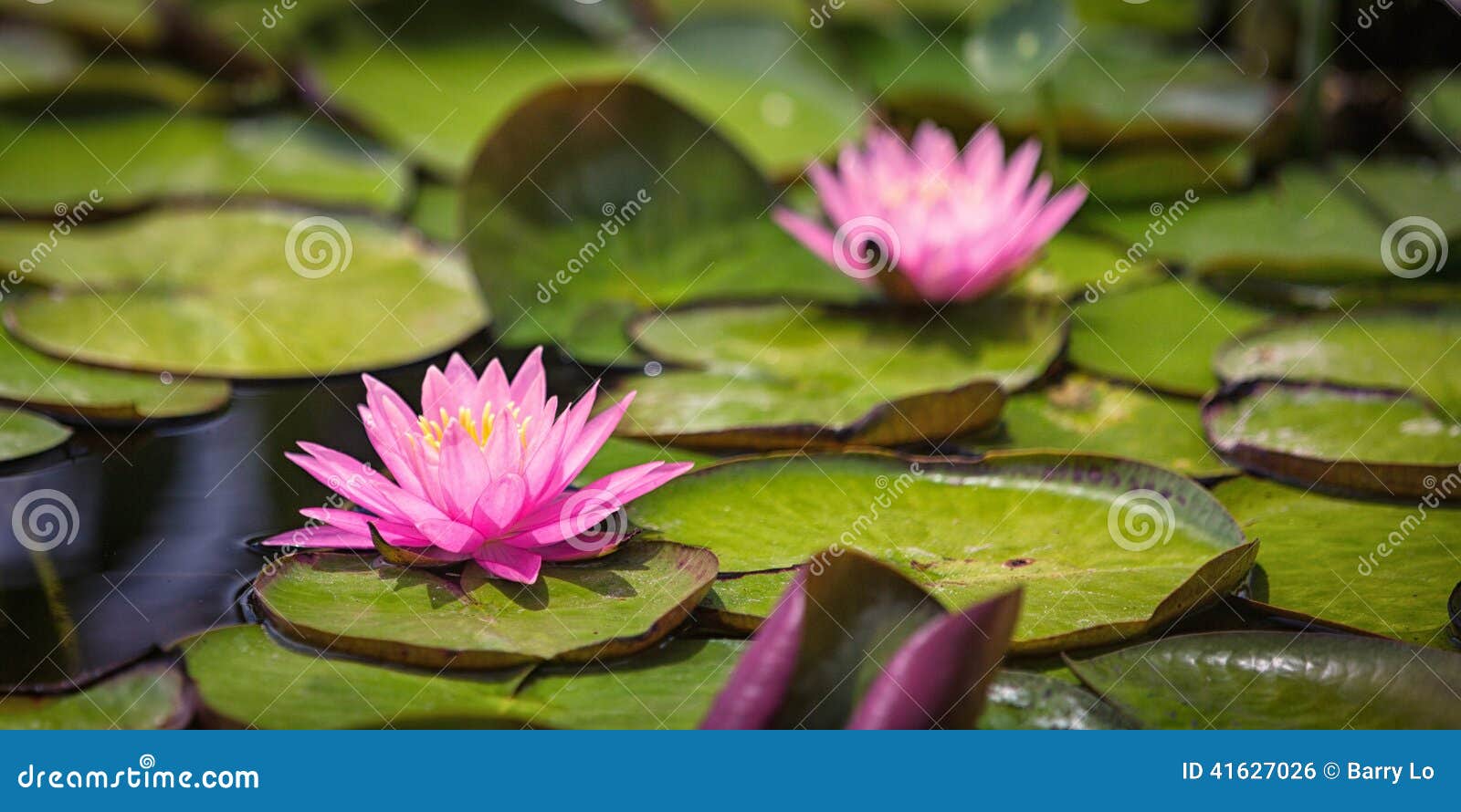 Ninfea E Travertini Rosa in Stagno Fotografia Stock - Immagine di ...