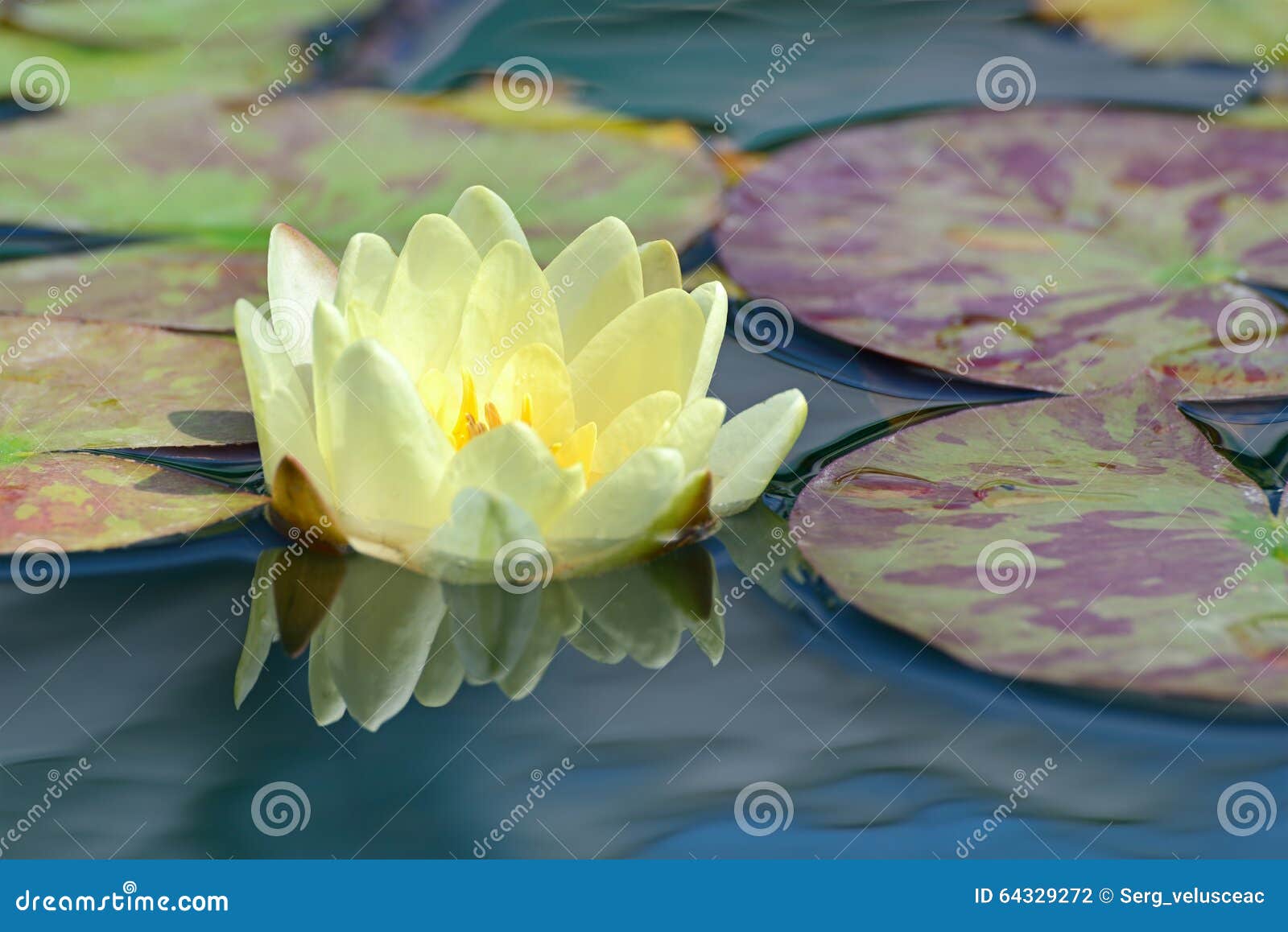 Ninfea gialla fotografia stock. Immagine di piante, foglio - 64329272