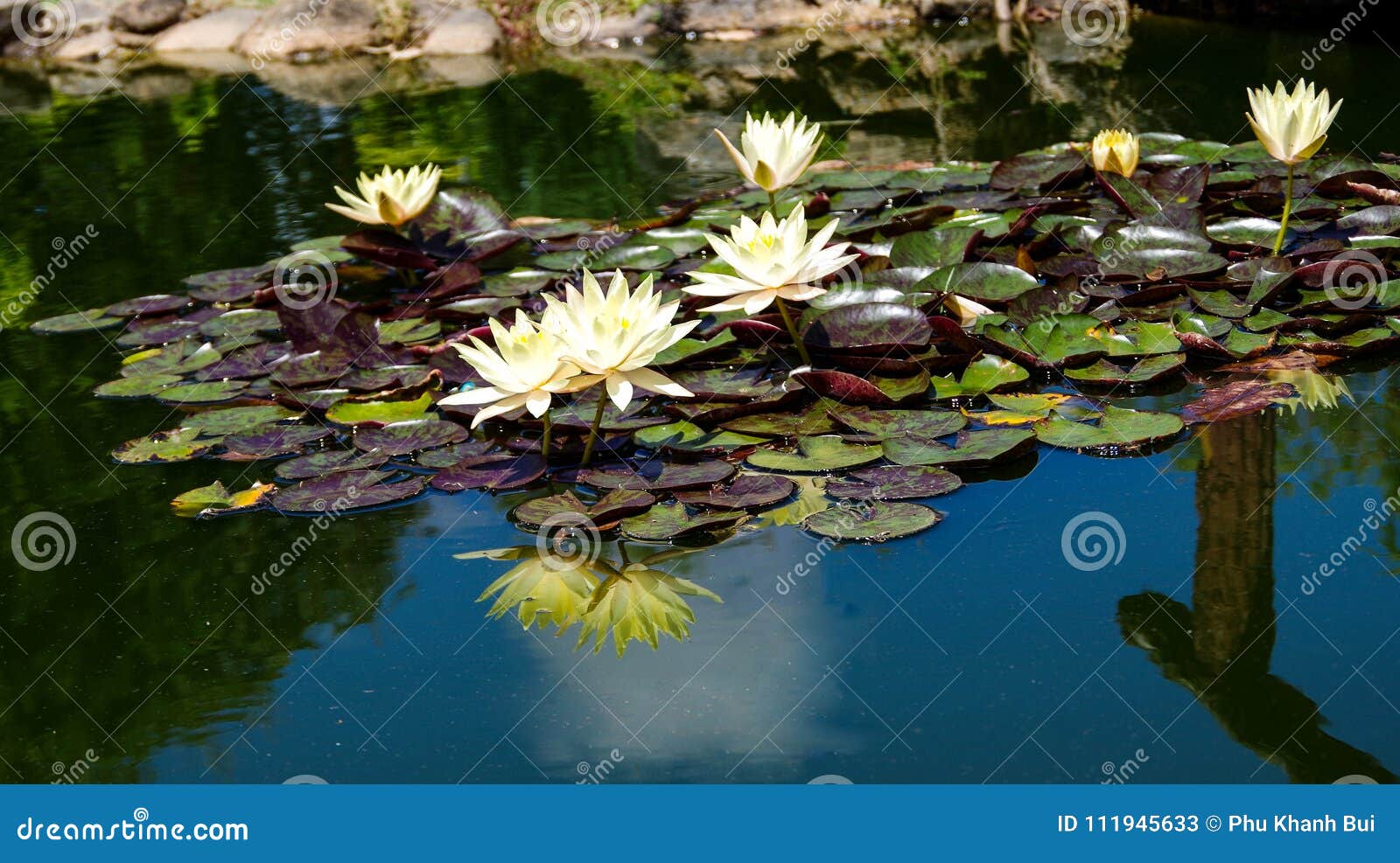 Ninfea Gialla E Bianca Sul Lago Immagine Stock - Immagine di giardini ...