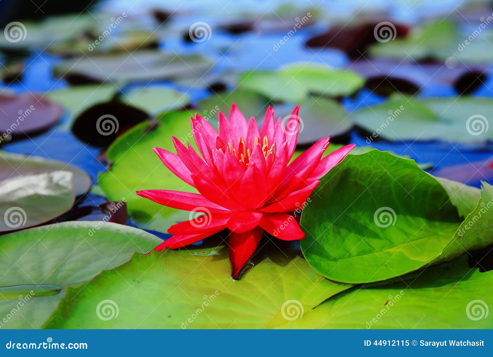 Ninfea Indiana Rossa (rubra Della Nymphaea) Immagine Stock - Immagine di avvelenamento, ibrido ...