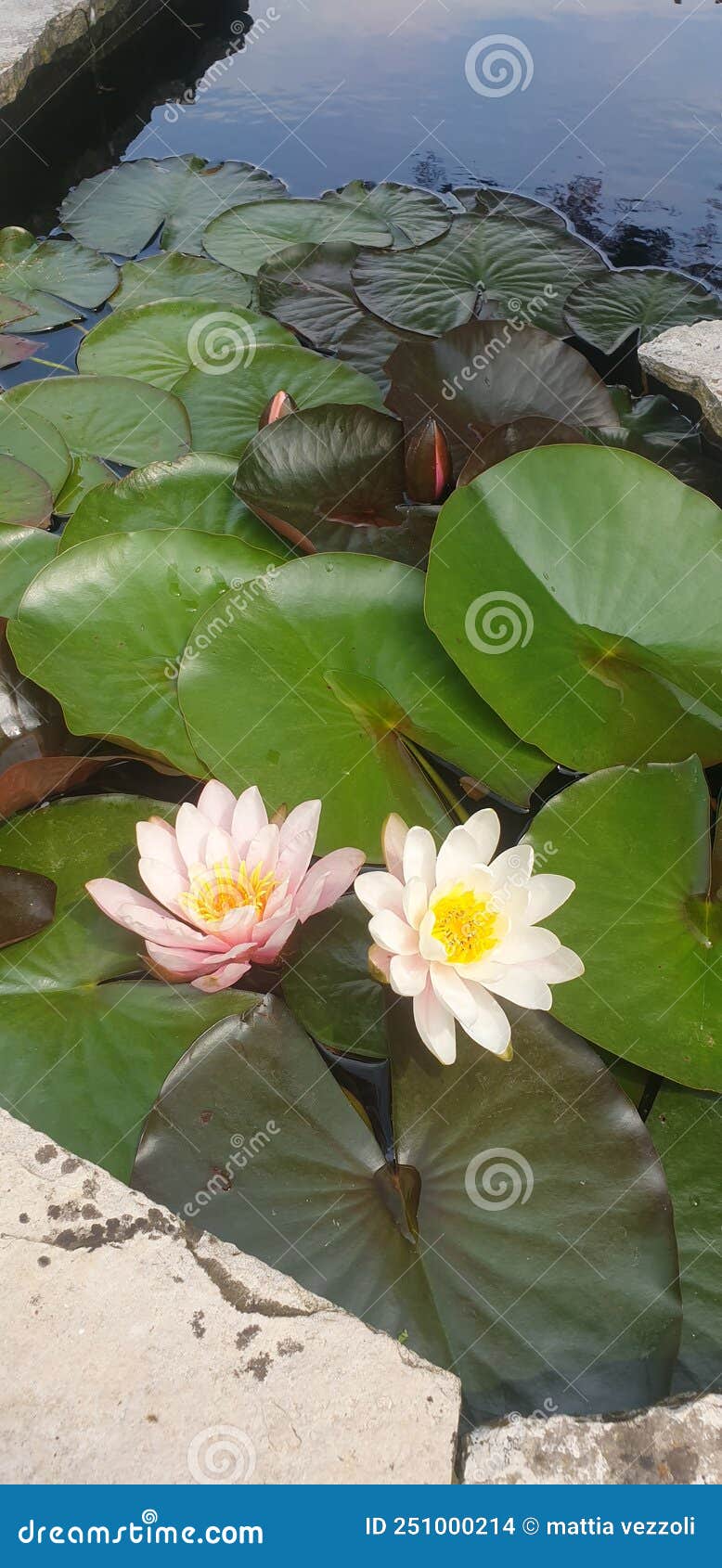 Ninfea pond koipond stock photo. Image of produce, flower - 251000214