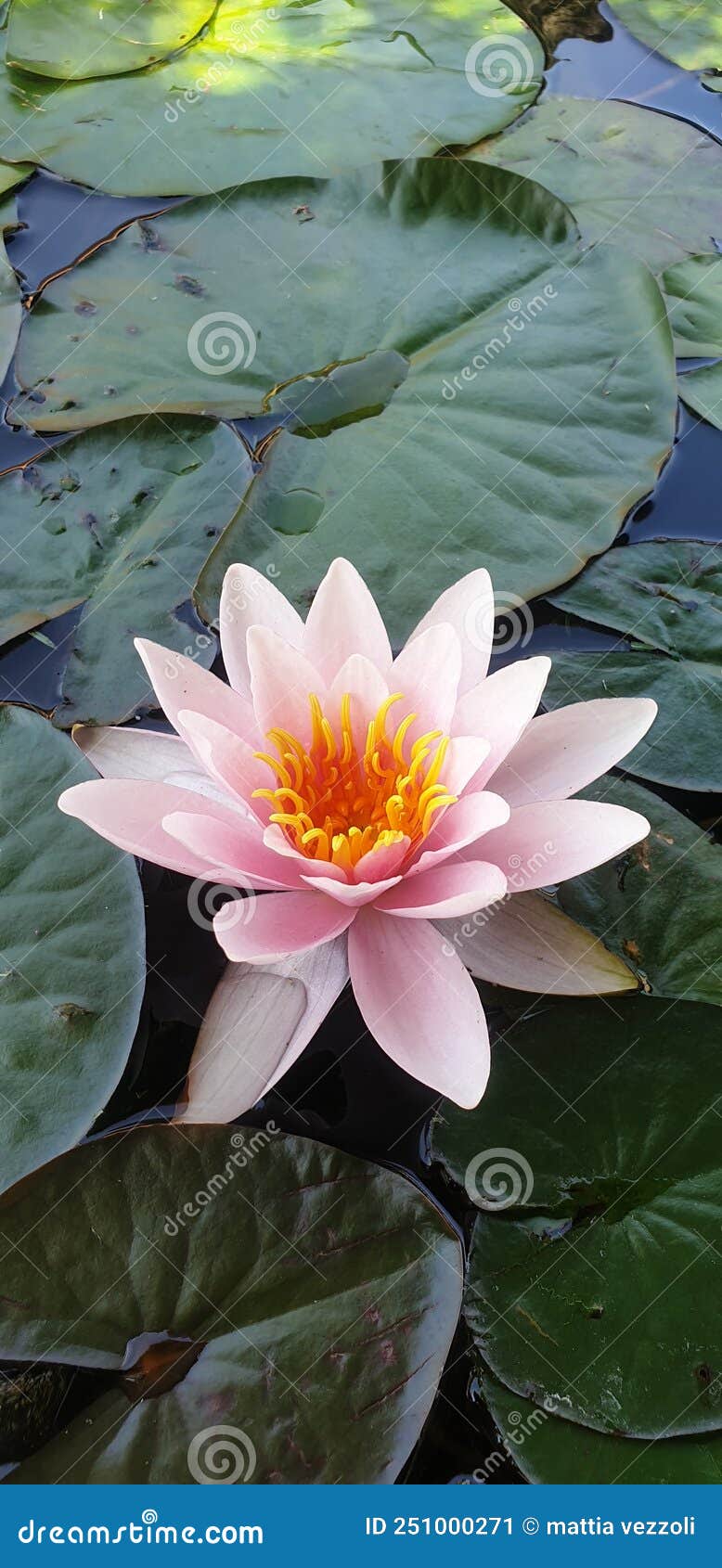 Ninfea pond koipond stock image. Image of flower, lotus - 251000271