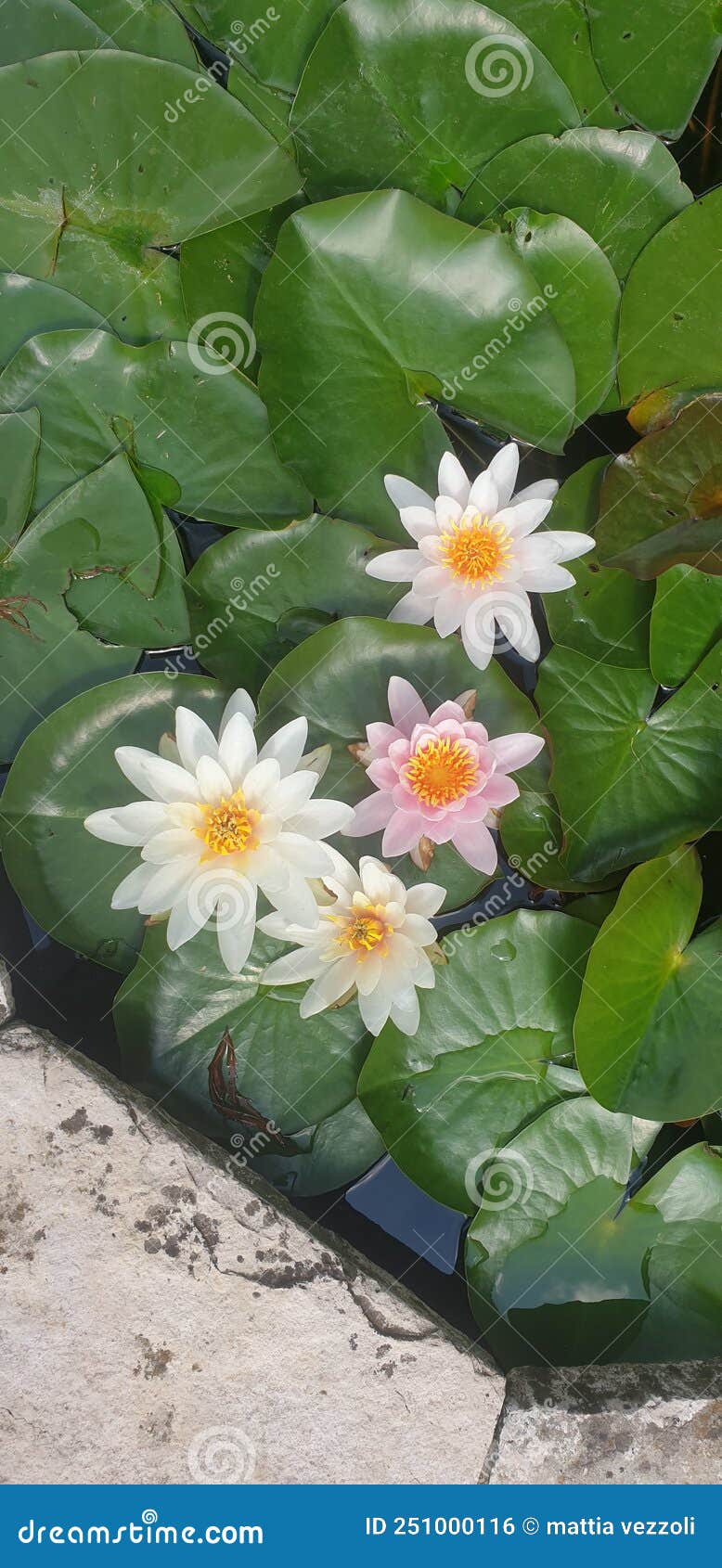 Ninfea pond koipond flower stock photo. Image of flowe - 251000116