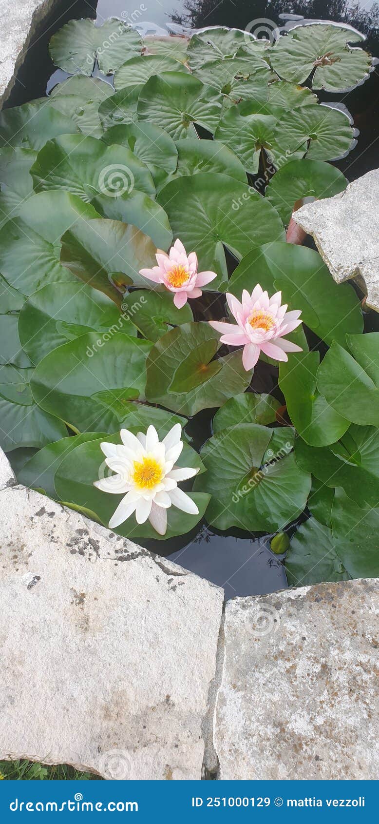 Ninfea pond koipond stock image. Image of garden, flower - 251000129