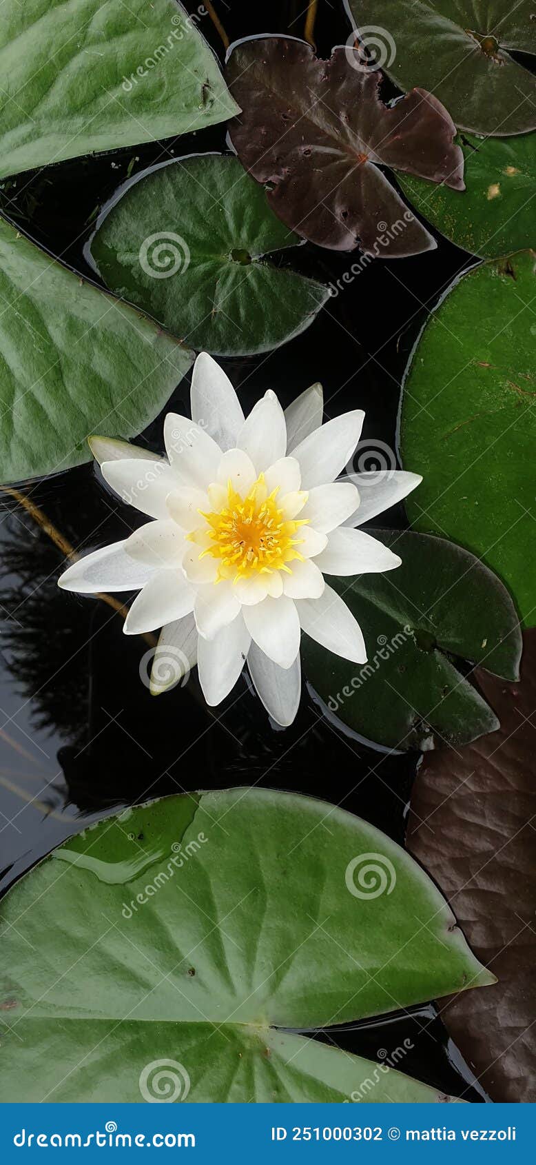 Ninfea pond koipond stock photo. Image of flower, petal - 251000302