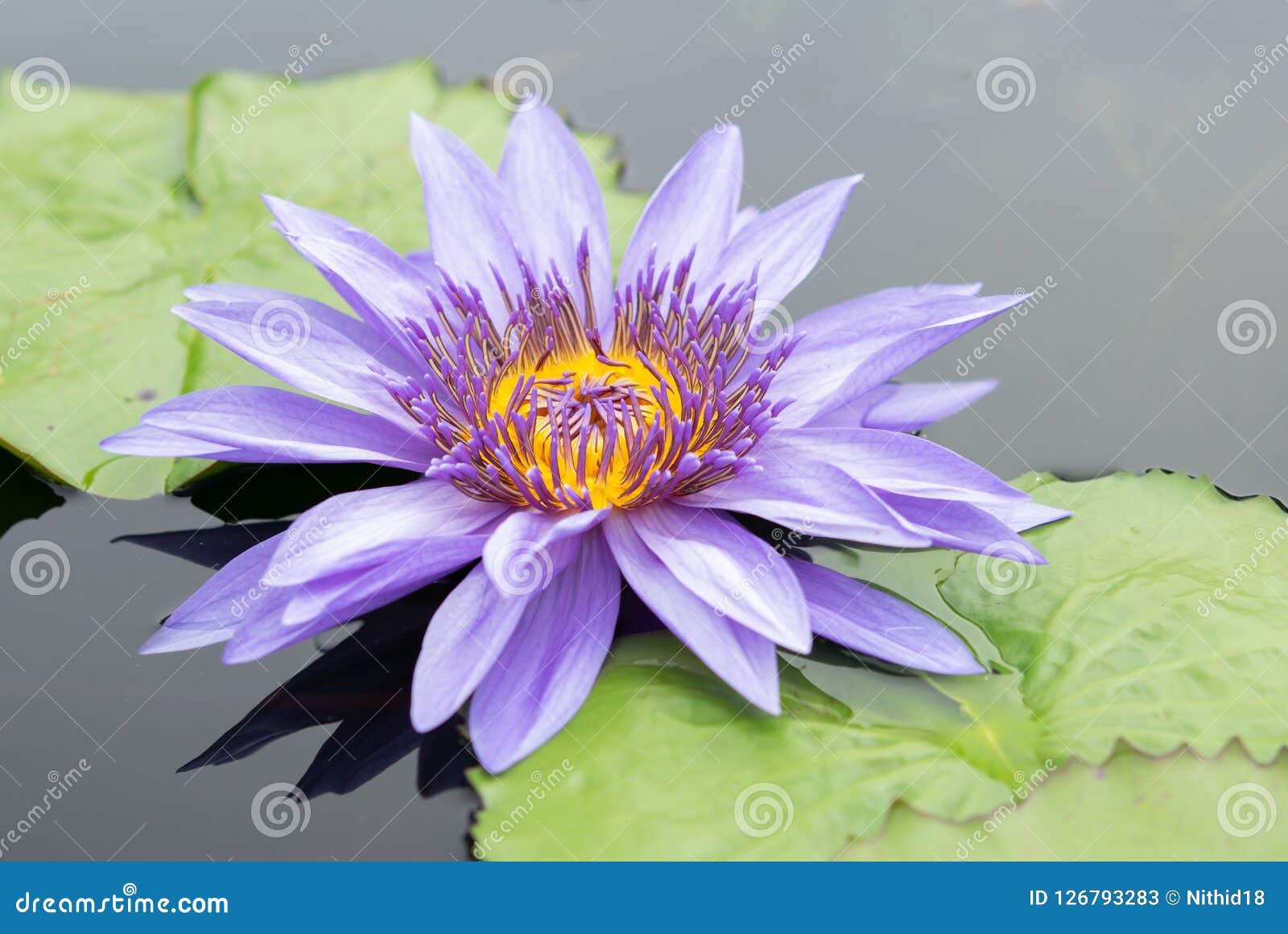 Ninfea Porpora in Uno Stagno Al Giardino Botanico Immagine Stock ...