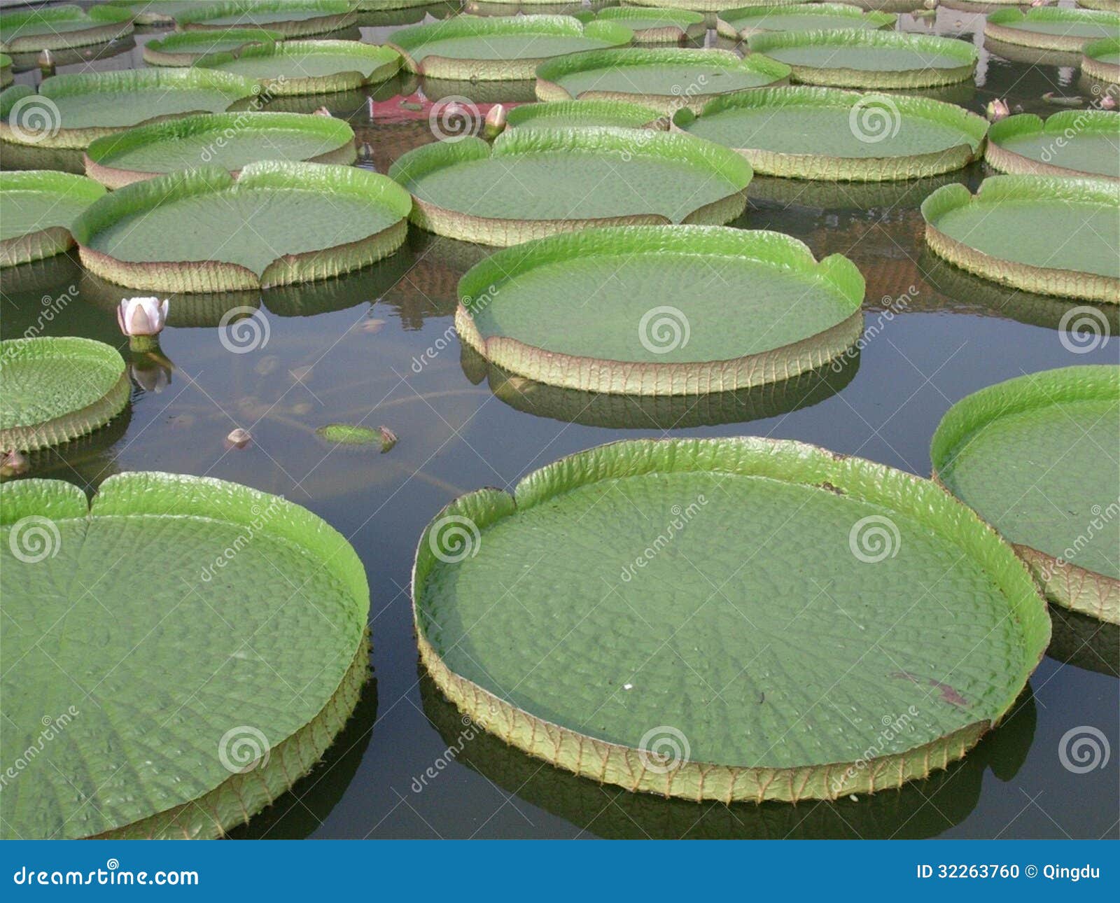 Ninfea reale fotografia stock. Immagine di acqua, erba - 32263760