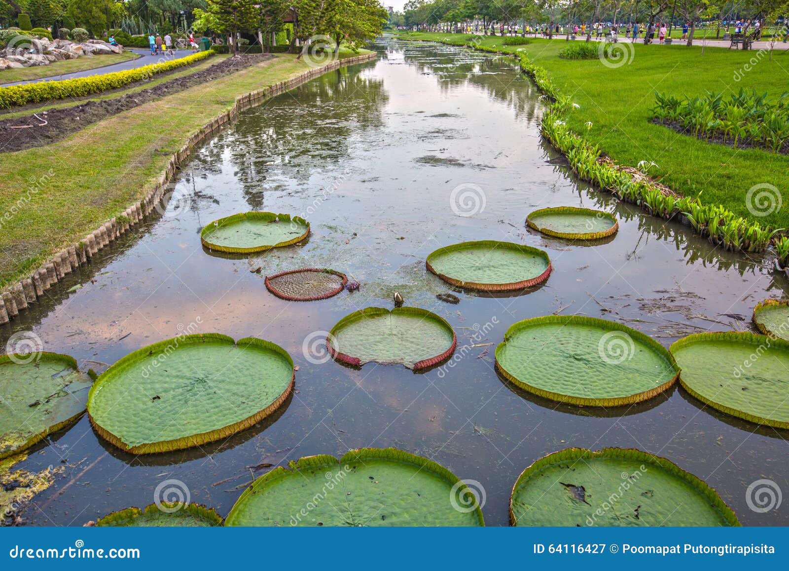 Ninfea reale fotografia editoriale. Immagine di brasile - 64116427