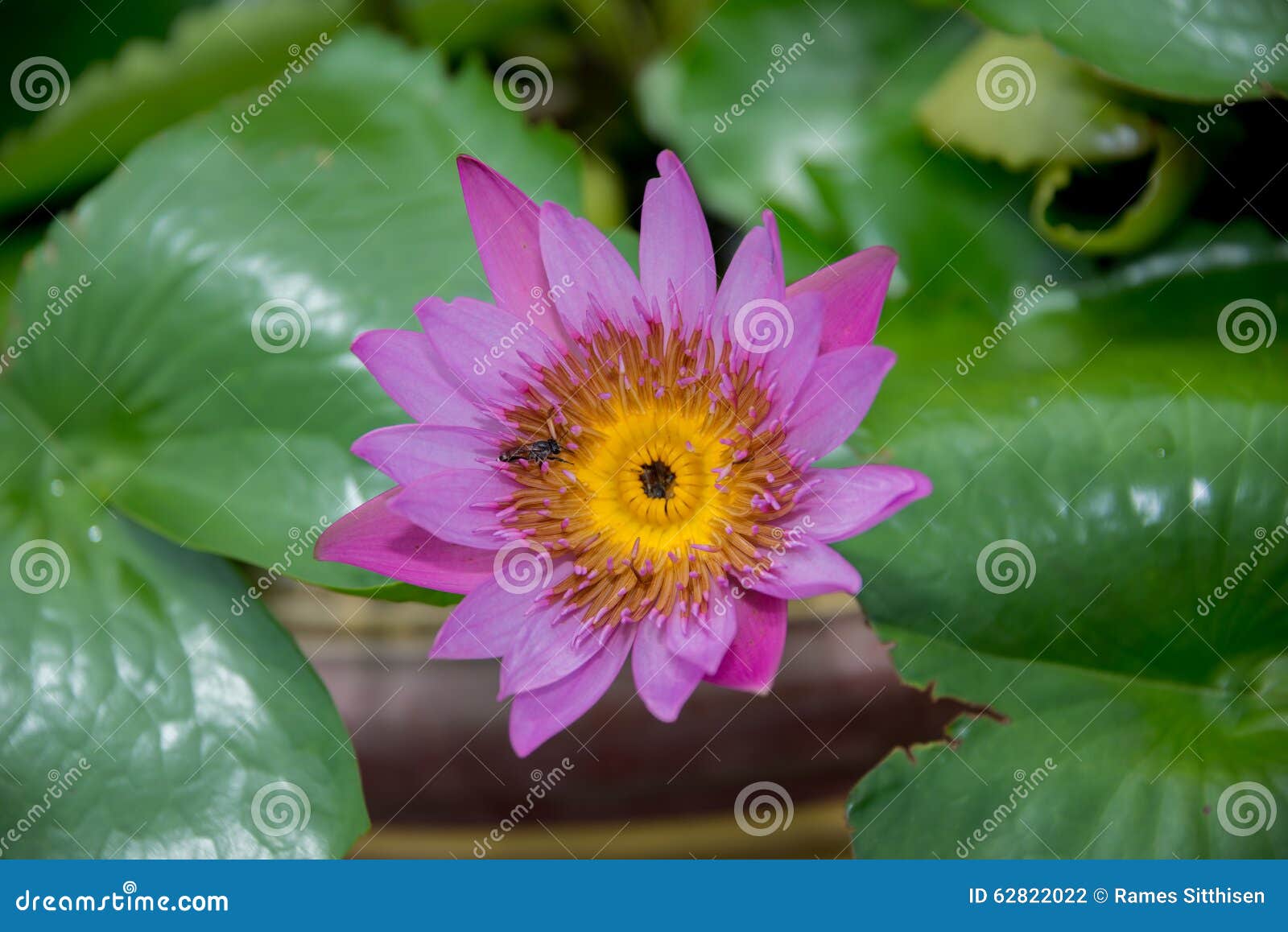 Ninfea Rosa Di Fioritura Variopinta E Ape Fotografia Stock - Immagine ...