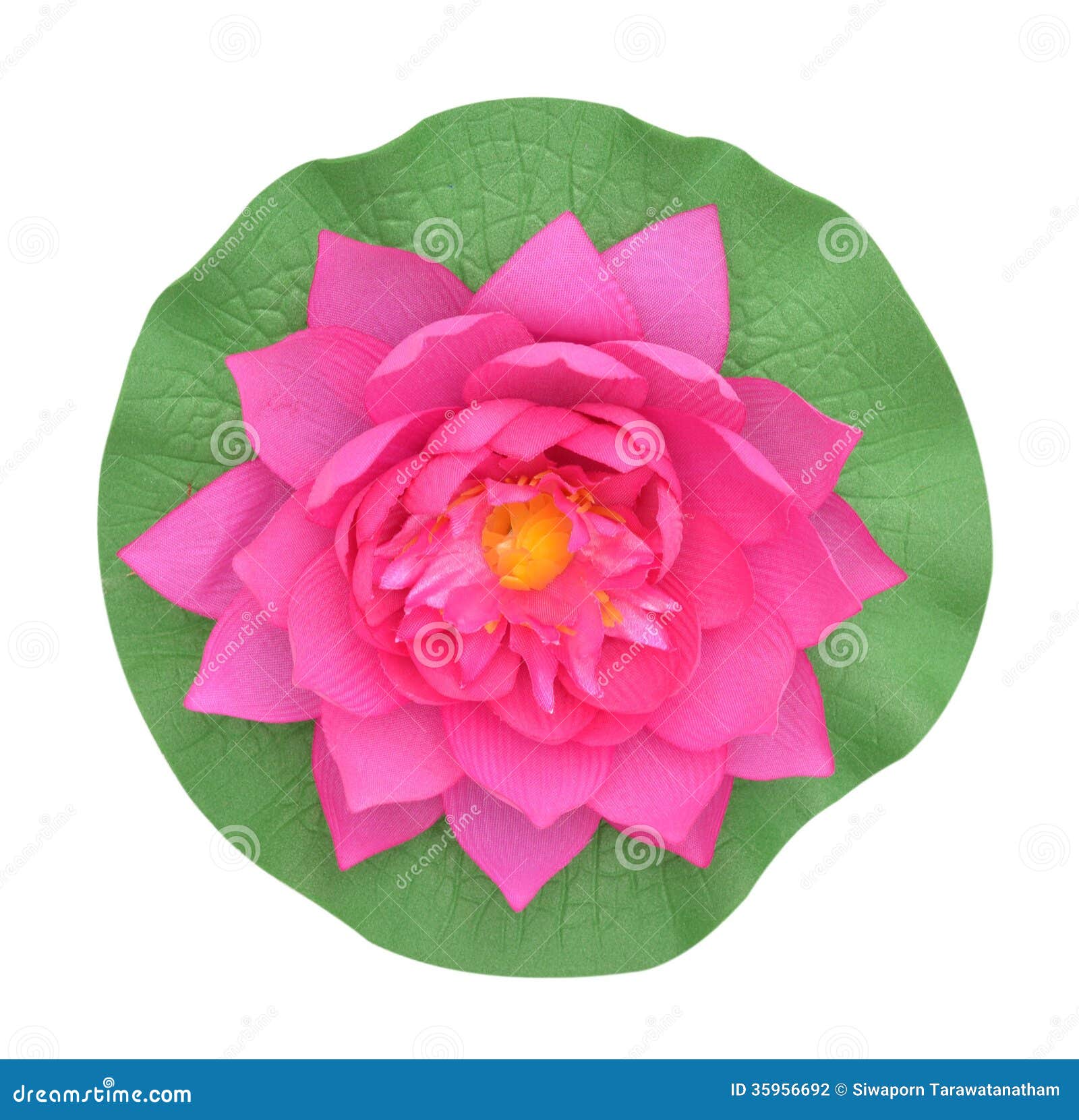 Ninfea Rosa Su Fondo Bianco Fotografia Stock - Immagine di colorato ...