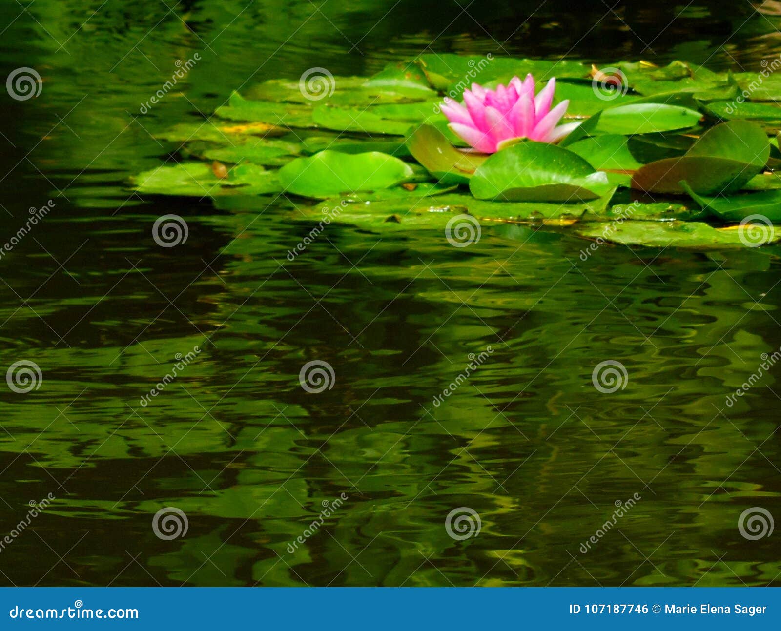 Ninfea rosa su uno stagno fotografia stock. Immagine di rilievo - 107187746