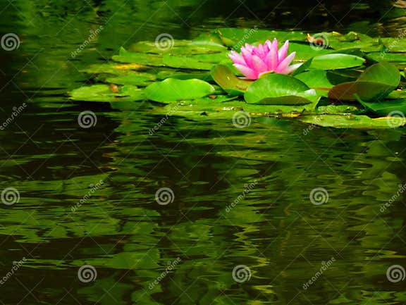 Ninfea rosa su uno stagno fotografia stock. Immagine di rilievo - 107187746