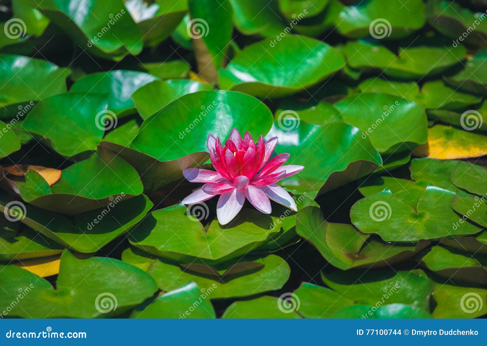Ninfea Rosa in Uno Stagno Calmo Fotografia Stock - Immagine di saltato ...