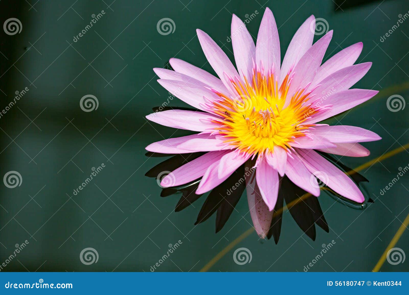 Ninfea in Stagno Con La Riflessione Immagine Stock - Immagine di acqua ...