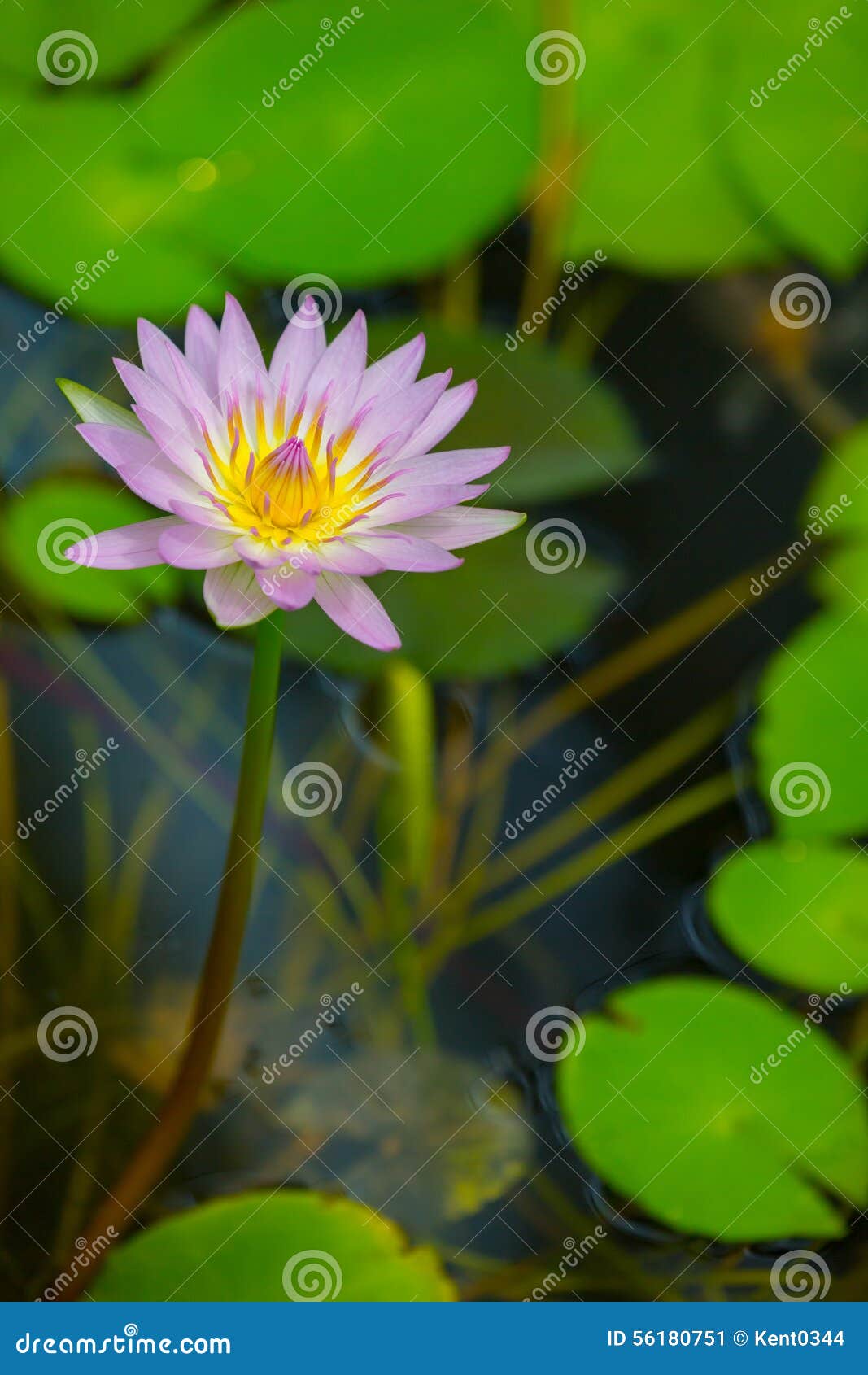 Ninfea in Stagno Con La Riflessione Immagine Stock - Immagine di giglio ...
