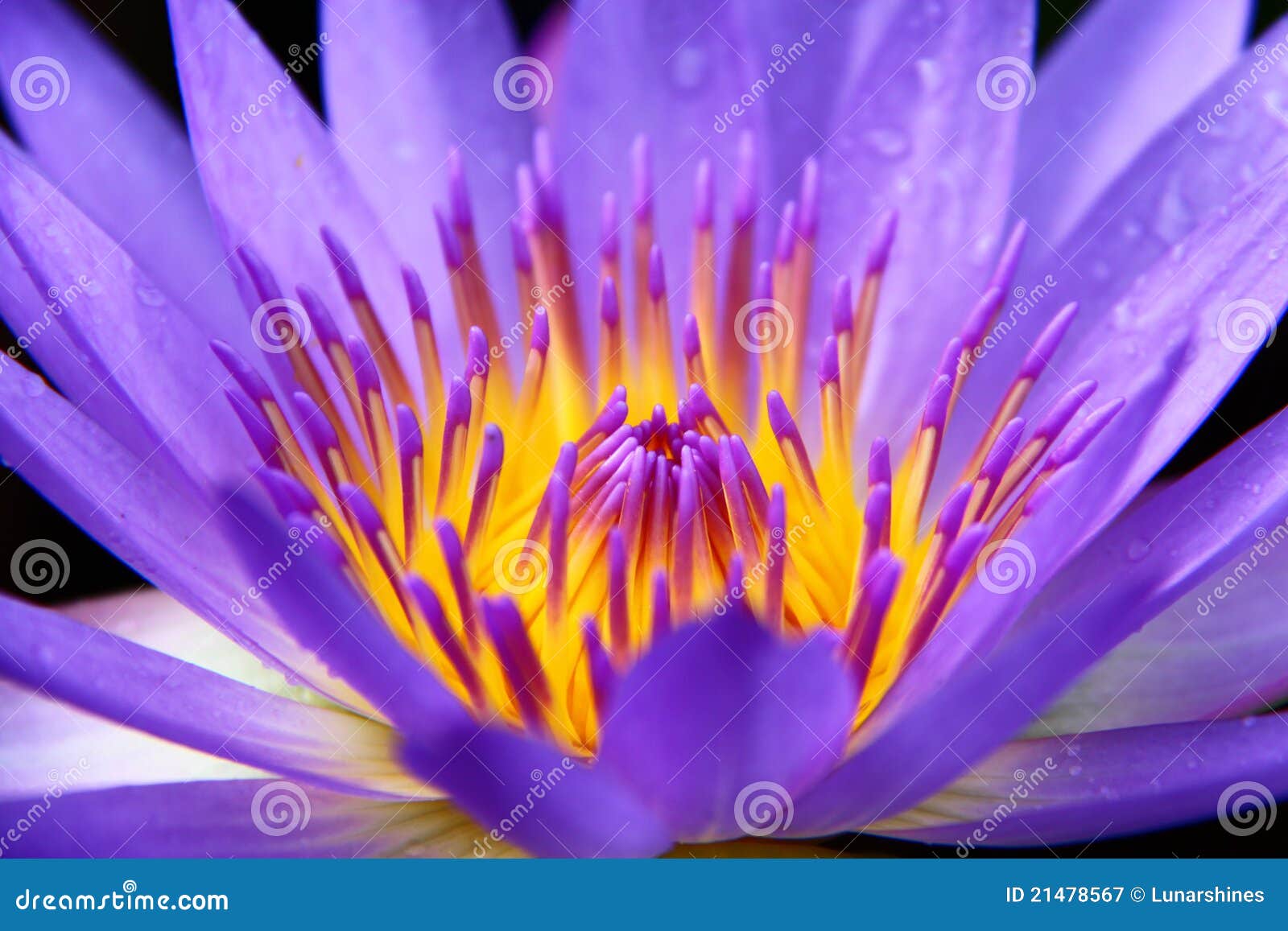 Ninfea Viola Immagine. Immagine: 21478567