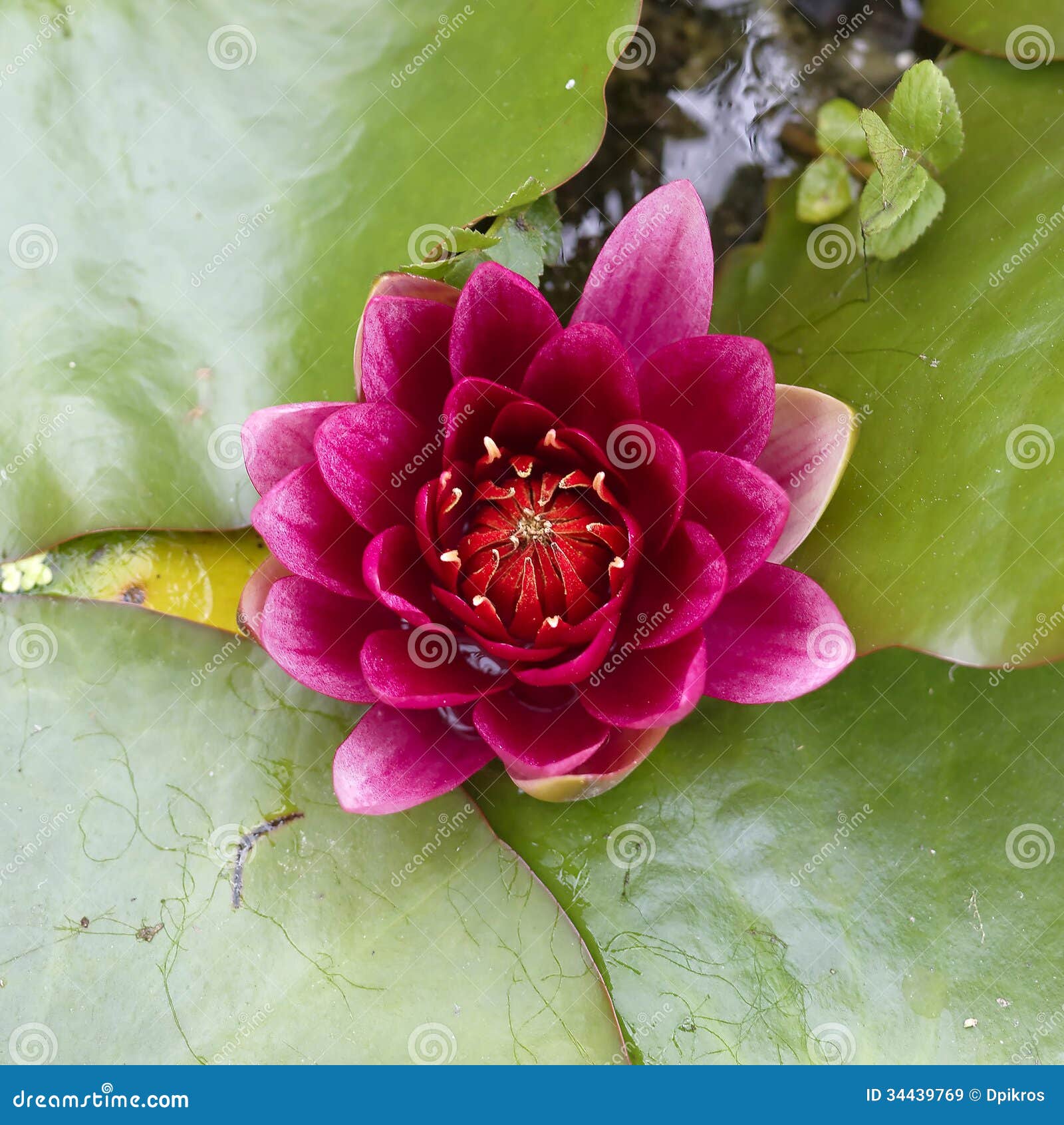 Ninfea viola scura immagine stock. Immagine di stagno - 34439769