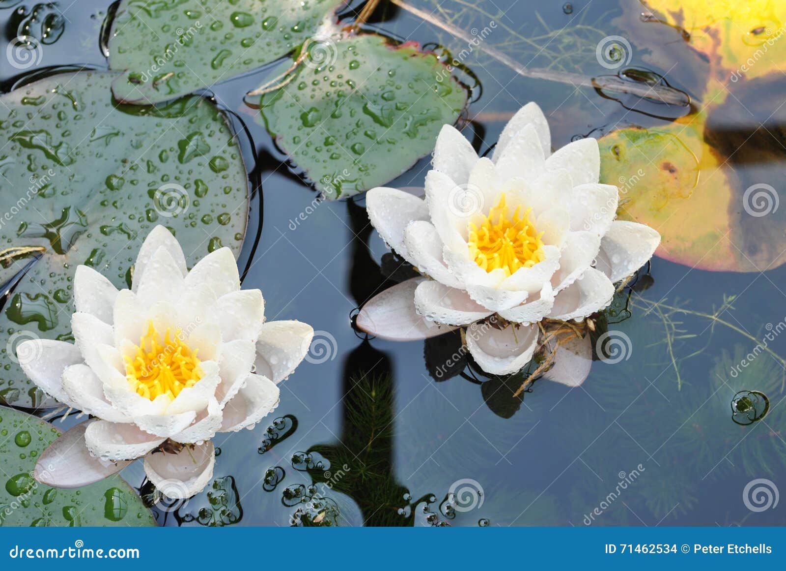 Ninfee fotografia stock. Immagine di giardinaggio, angiosperme - 71462534