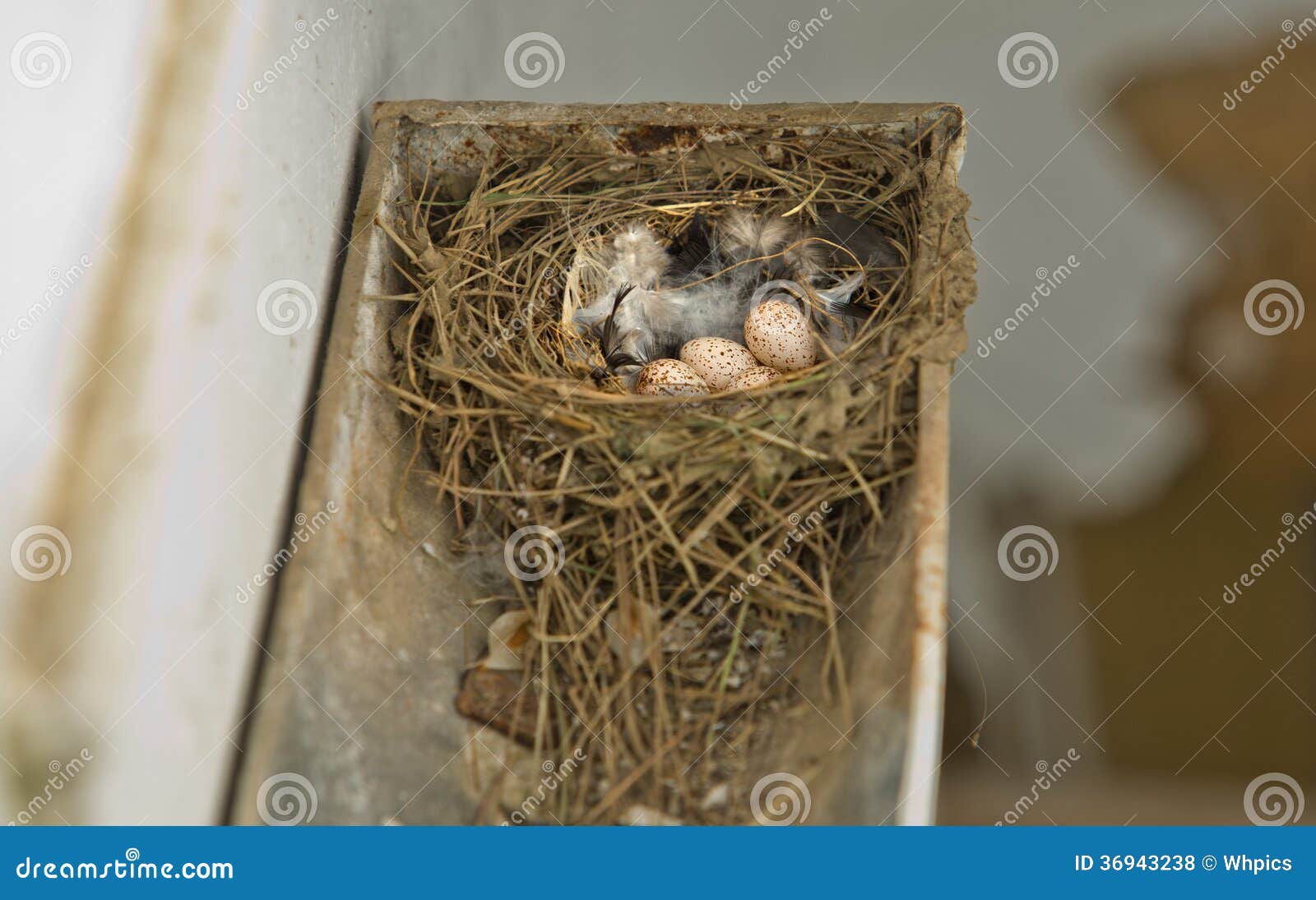 Ninho Da Andorinha De Celeiro Foto de Stock - Imagem de calha, ninho: 36943238