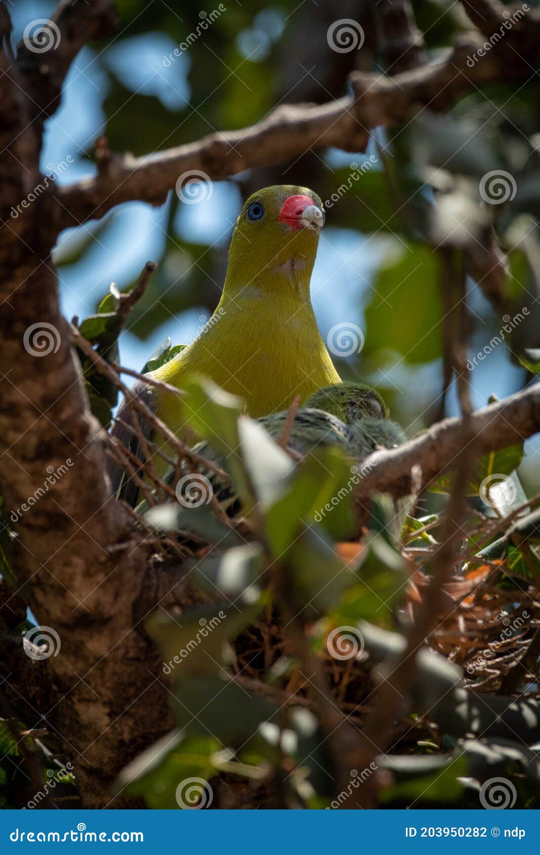Ninhos De Pombo-verde Africano Em Galhos Com Pinto Foto de Stock ...