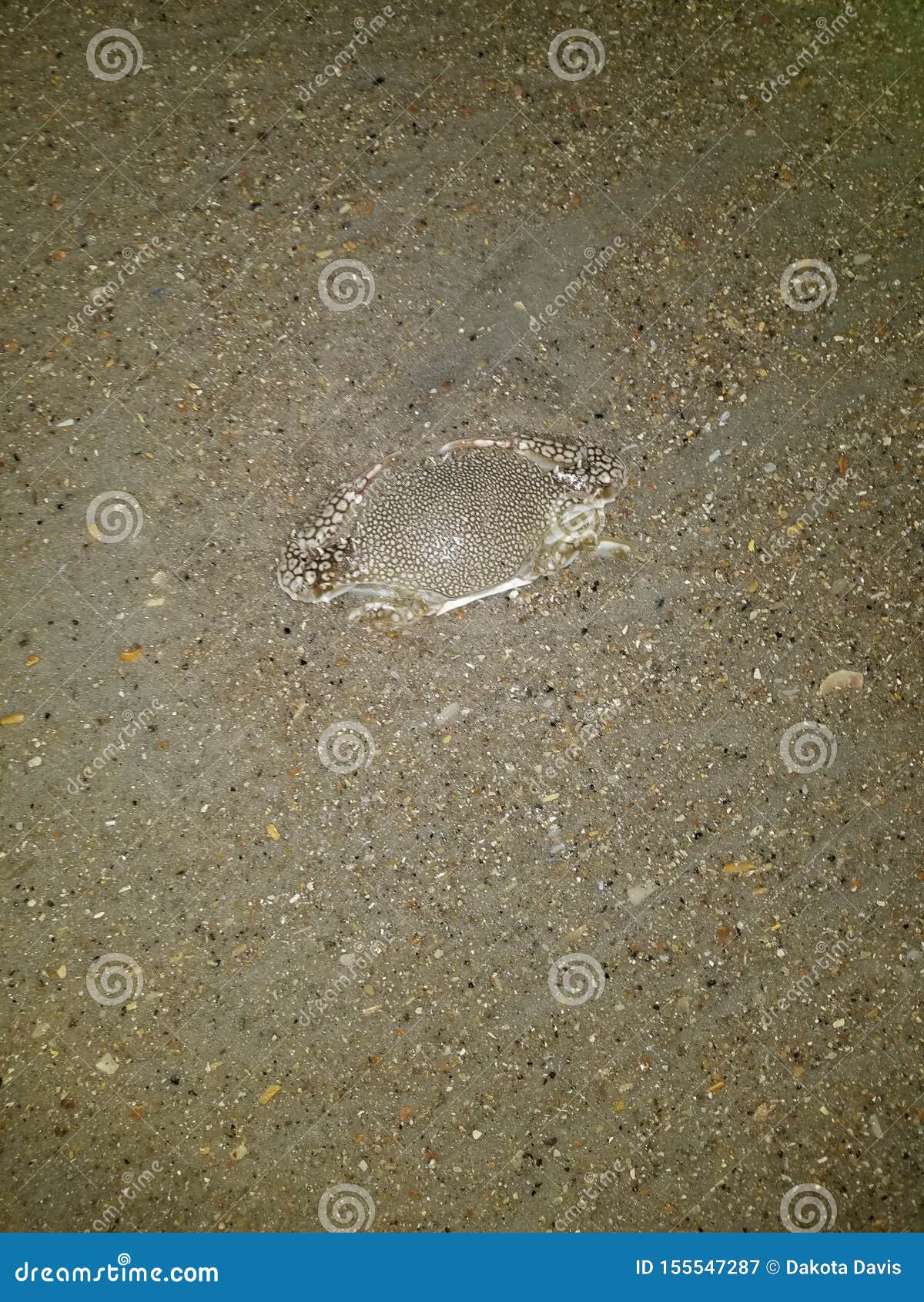 The Ninja Crab stock image. Image of ninja, shellfish - 155547287