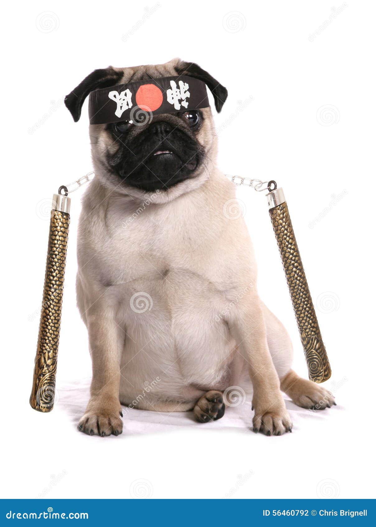 Ninja karate pug stock photo. Image of female, sitting - 56460792