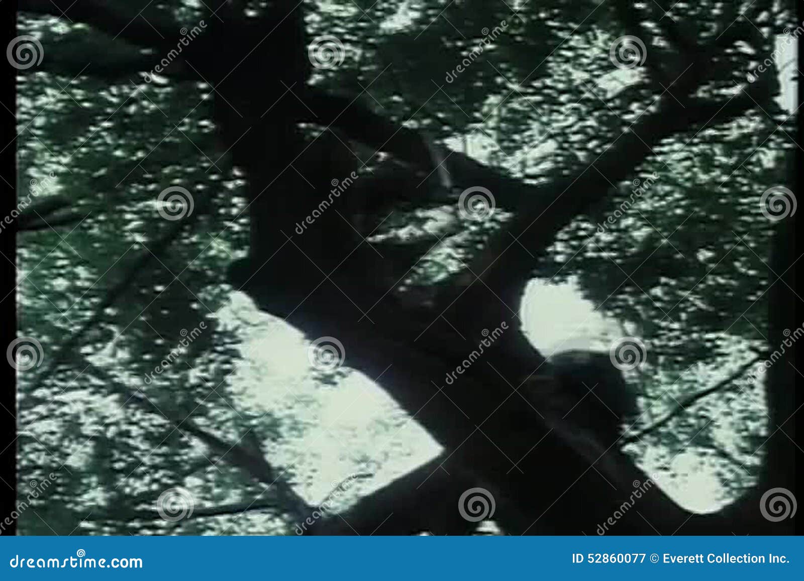 Ninjas Fighting with Swords on Tree Branches Stock Video - Video of ...