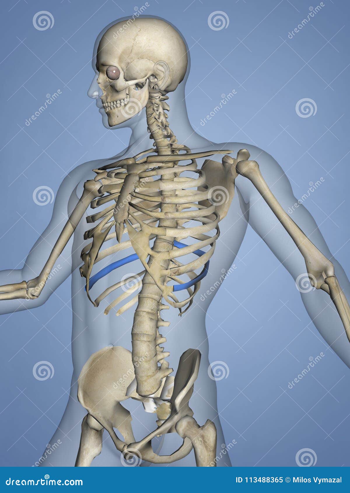 Ninth Rib, Rib Cage, 3D Model Royalty-Free Stock Photo | CartoonDealer ...