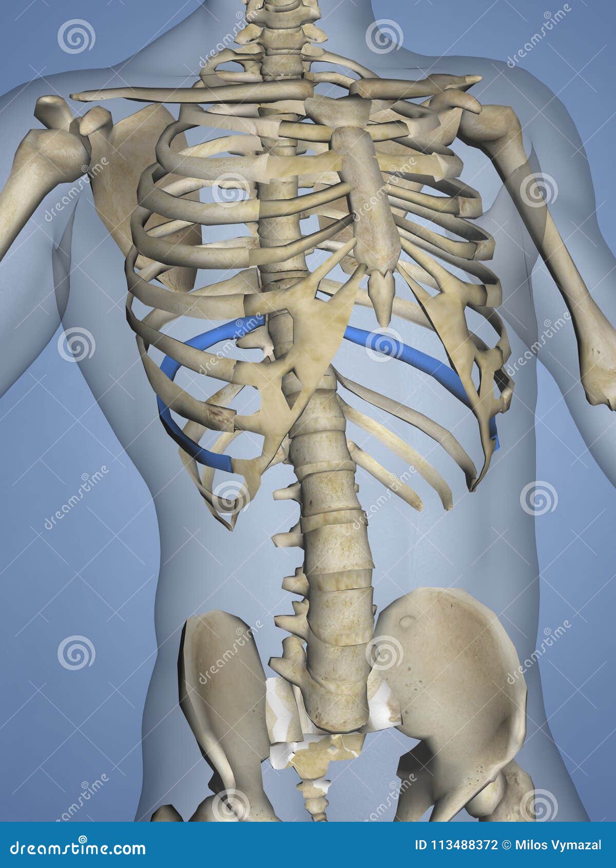 Ninth Rib, Rib Cage, 3D Model Stock Illustration - Illustration of ...